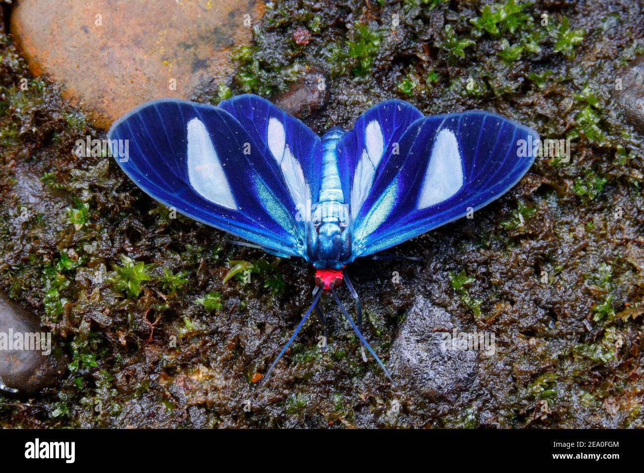 Colorful moth hi-res stock photography and images - Alamy