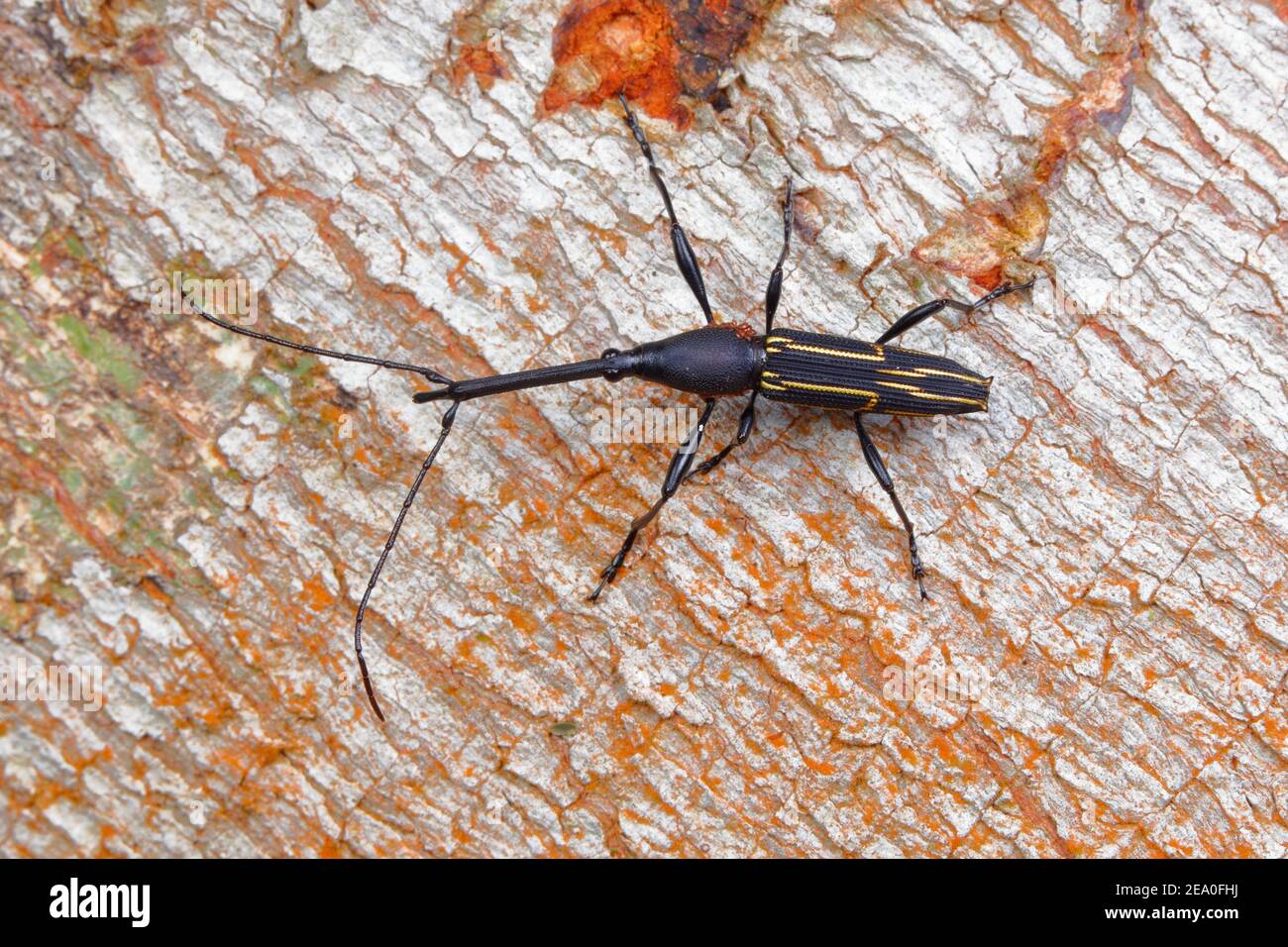 A Straight-Snouted Weevil with mites, Brentidae, crawling on tree bark ...