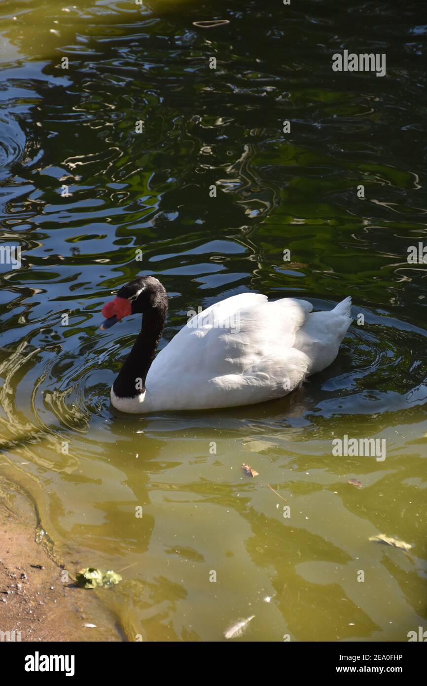 White and black swan swimming in a shallow pond Stock Photo - Alamy