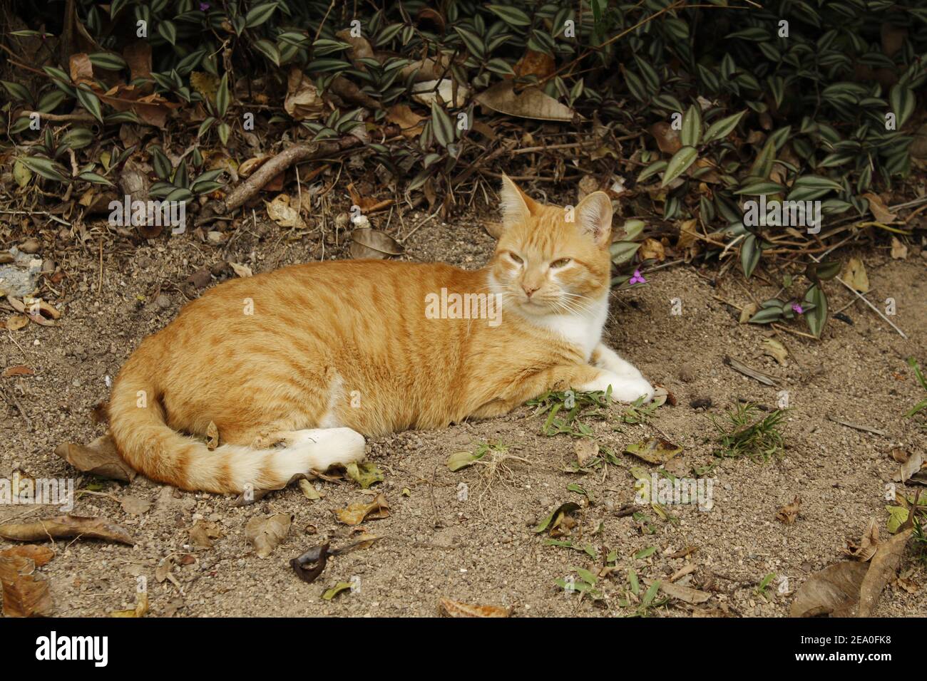 Tubby cat hi-res stock photography and images - Alamy