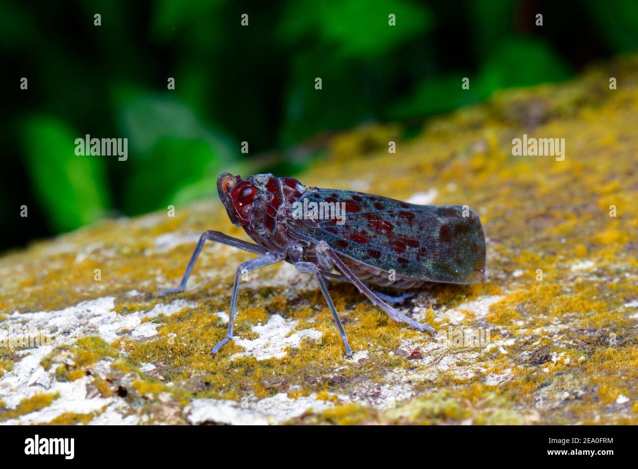 Tropical planthopper hi-res stock photography and images - Alamy