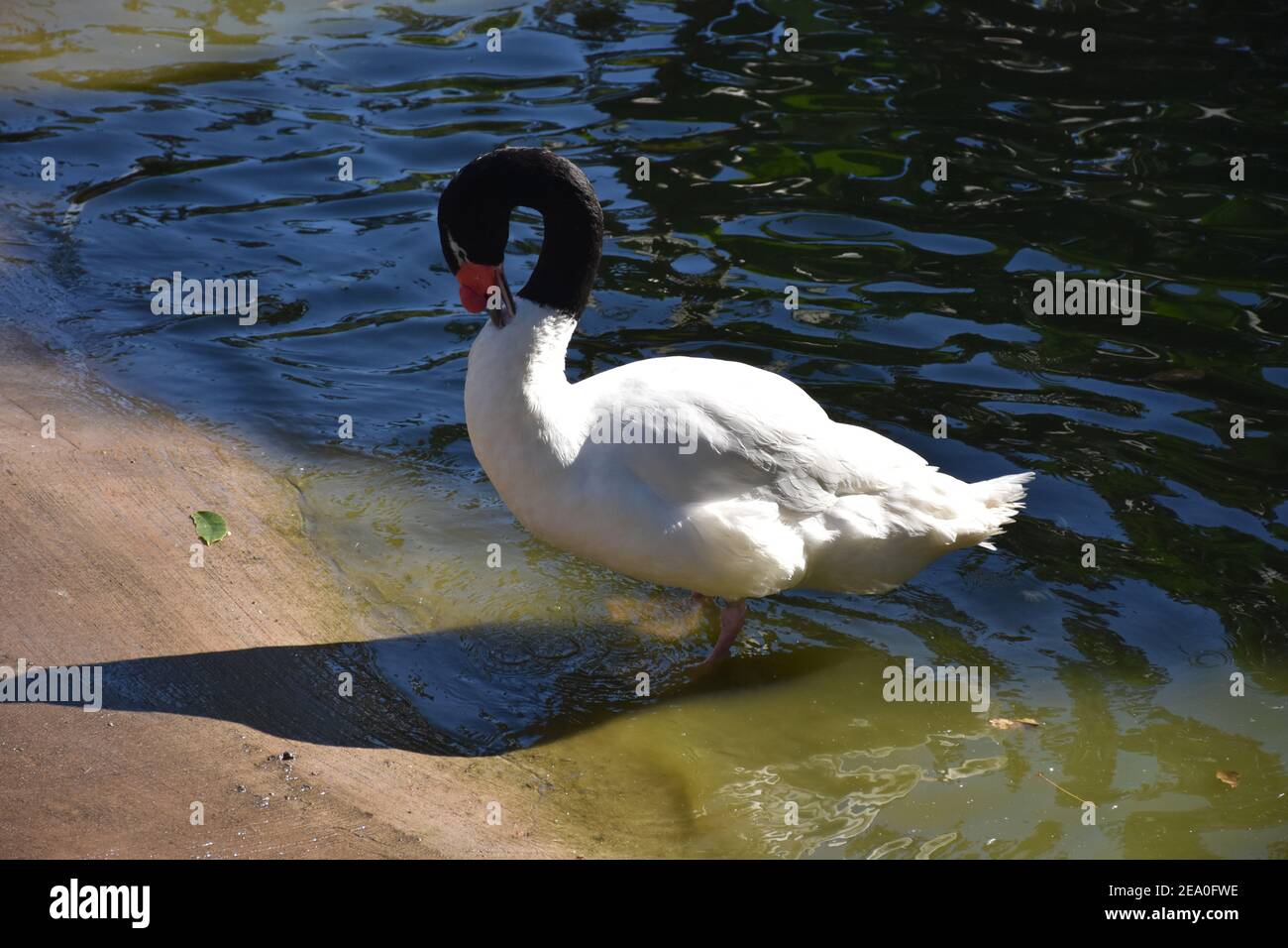 Shallow pond with a white swan with a black neck Stock Photo - Alamy