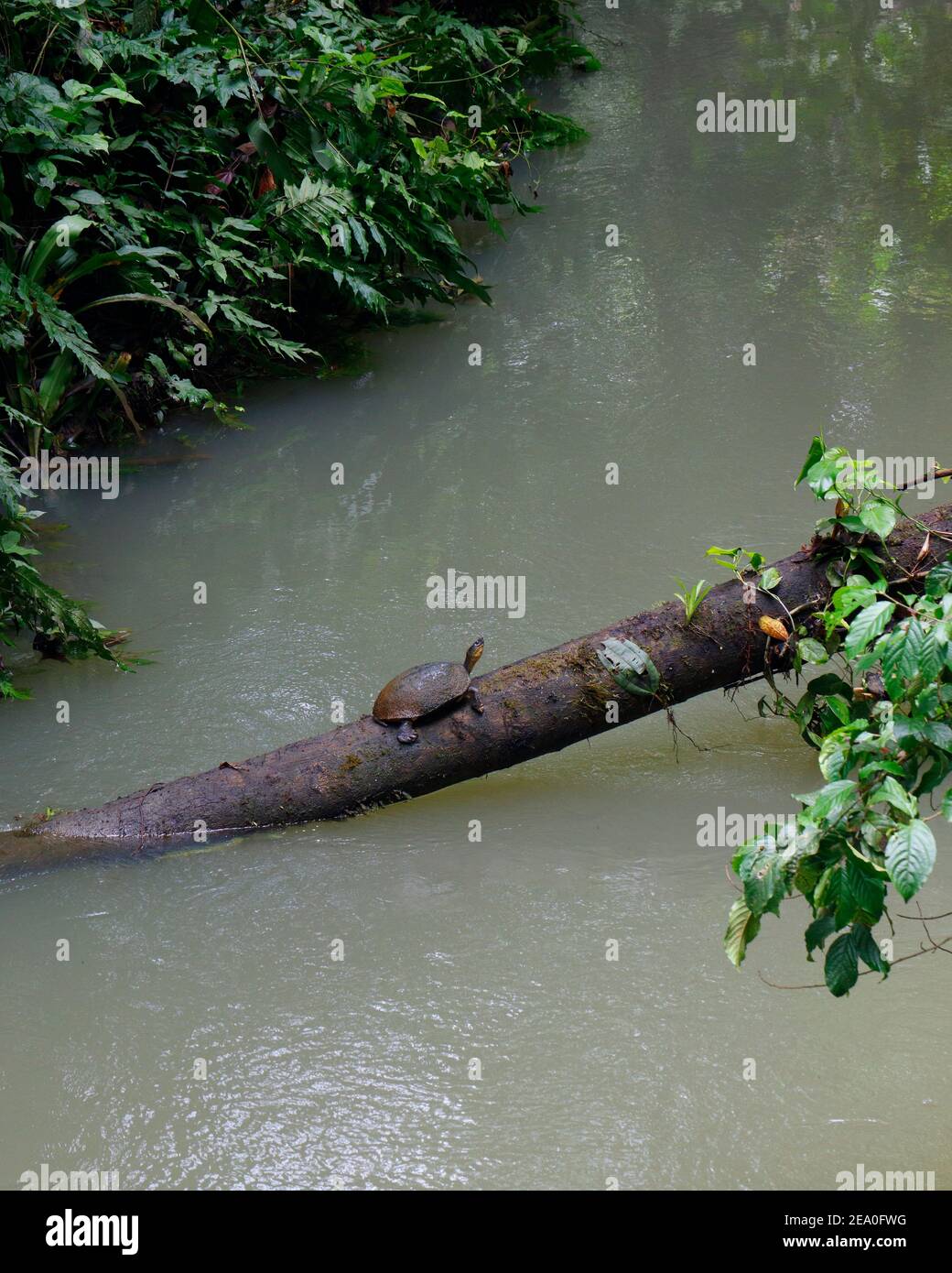 A black river turtle, Rhinoclemmys funerea, is basking on a river snag ...