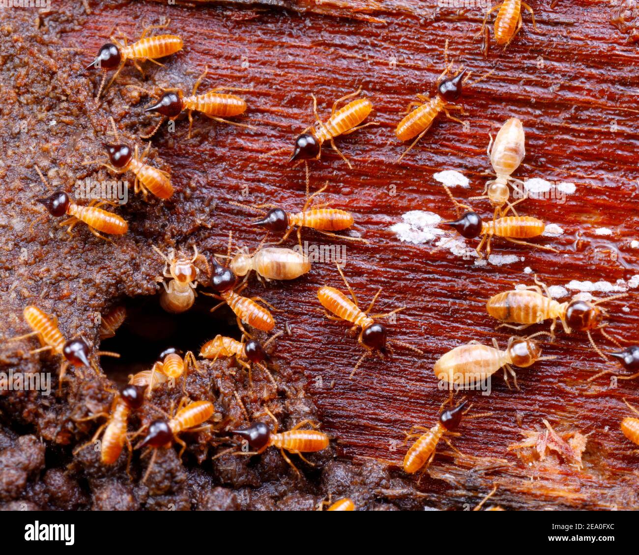 Termites swarming hi-res stock photography and images - Alamy