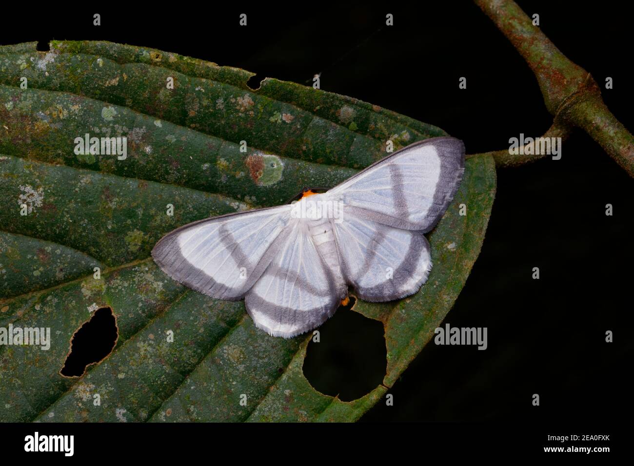 White moth costa rica hi-res stock photography and images - Alamy