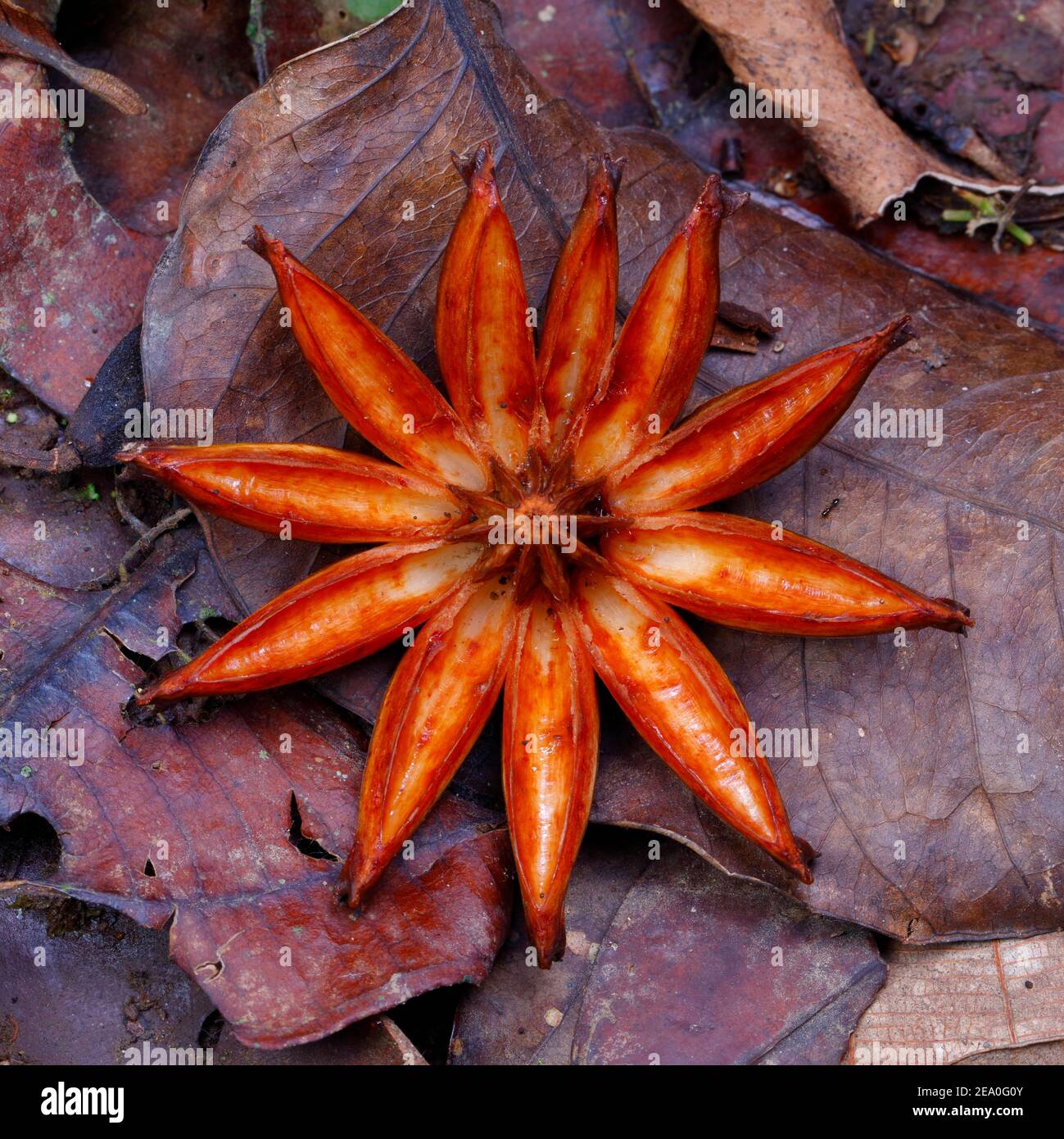 Seed pod star hi-res stock photography and images - Alamy