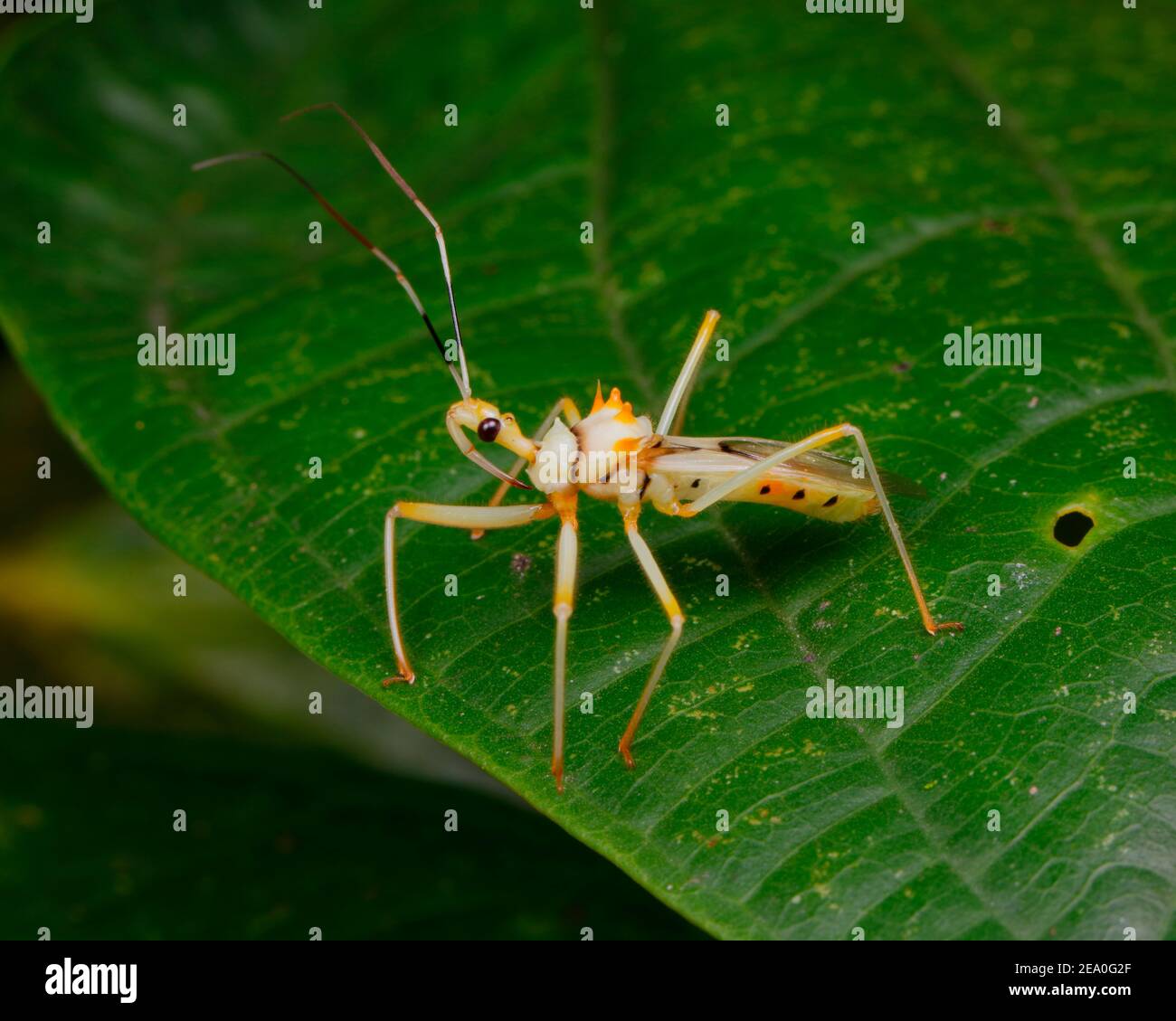 Hemiptera hemiptera sp hi-res stock photography and images - Alamy