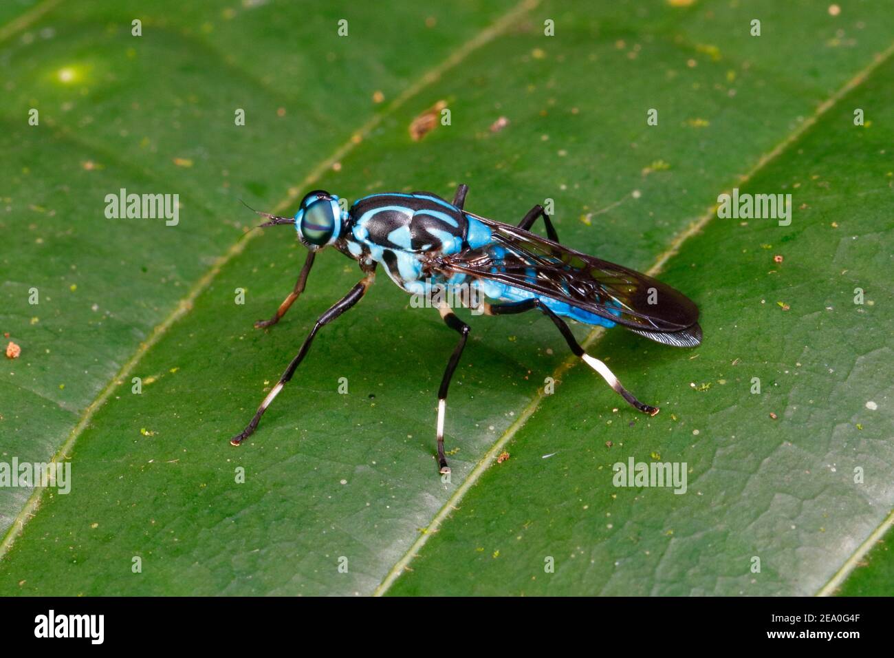 Tropical forest and soldier hi-res stock photography and images - Alamy