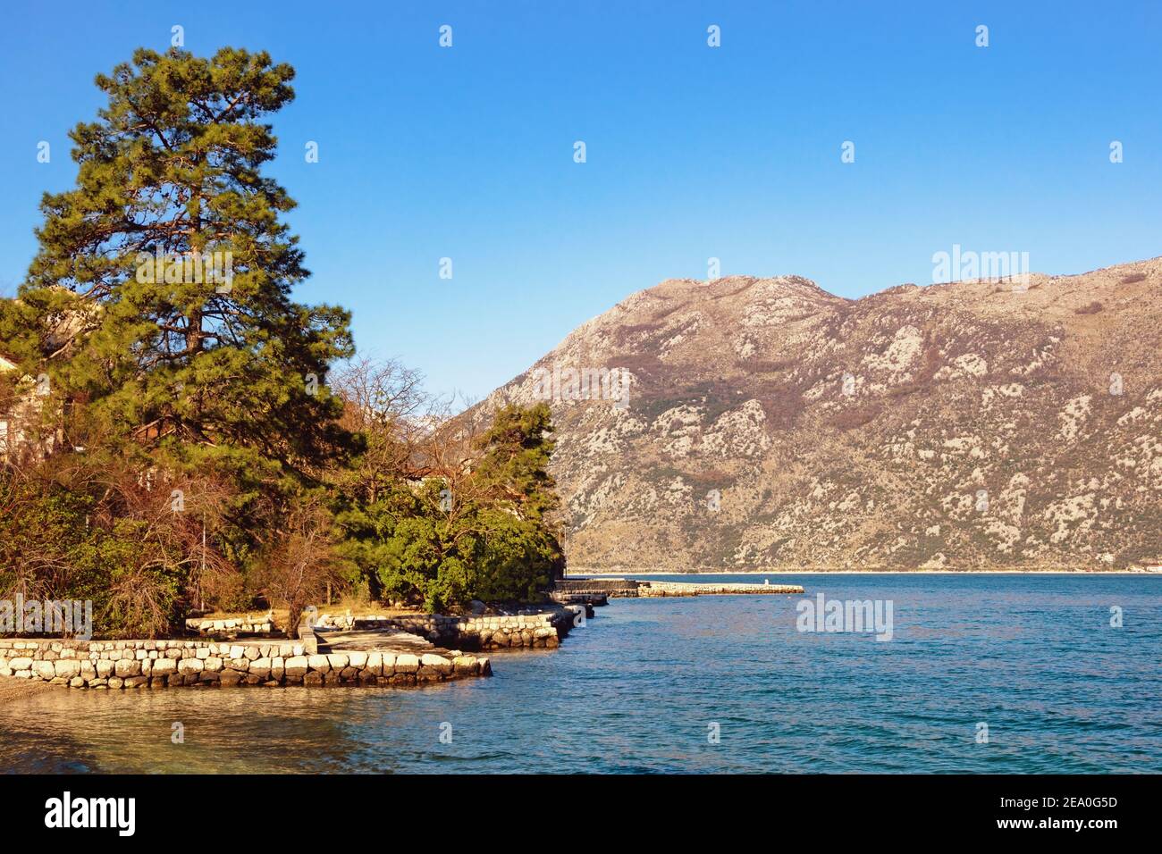 Winter Mediterranean landscape. Montenegro, Adriatic Sea. Pine tree on ...