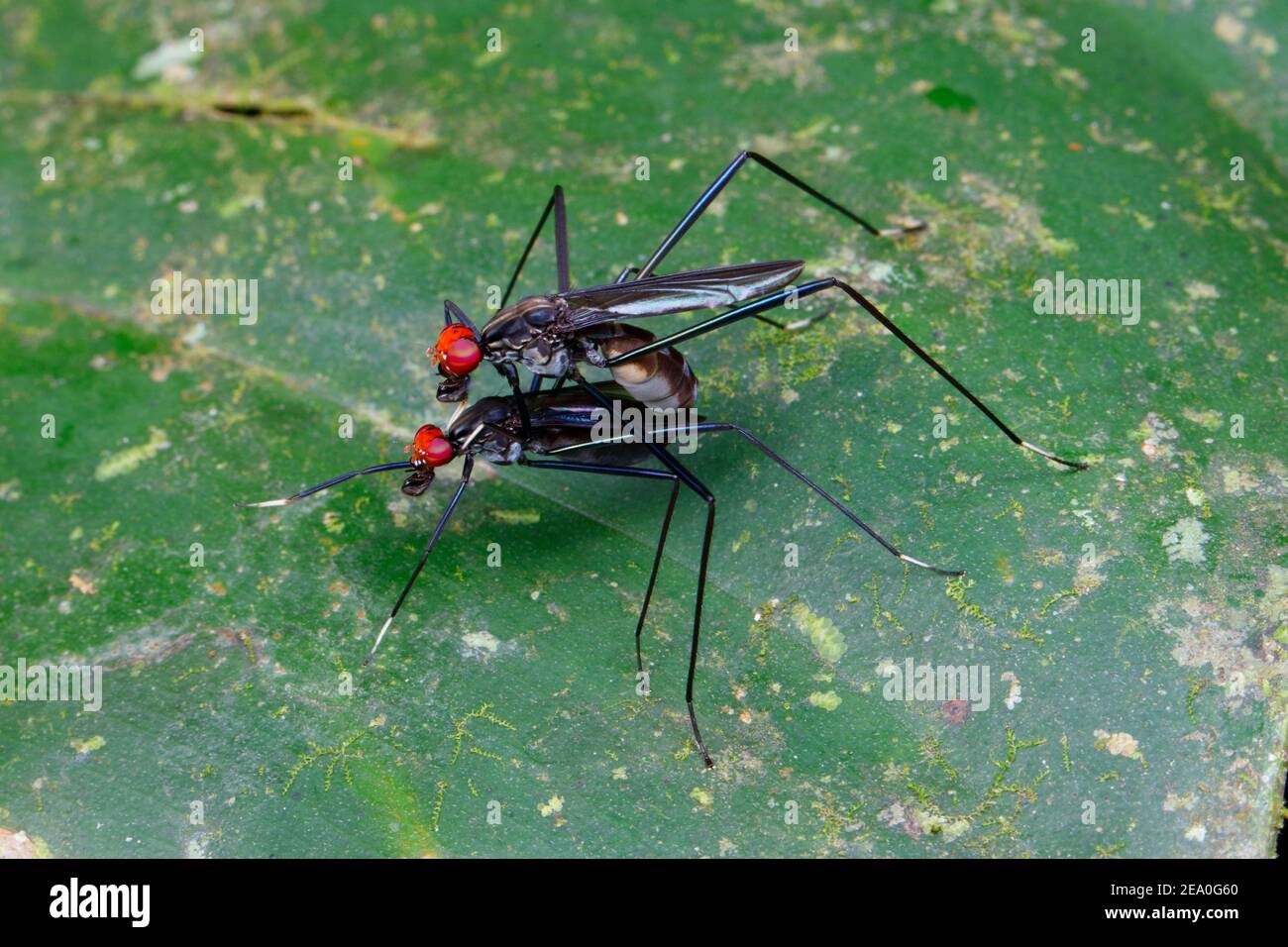 Black legged stilt flies hi-res stock photography and images - Alamy