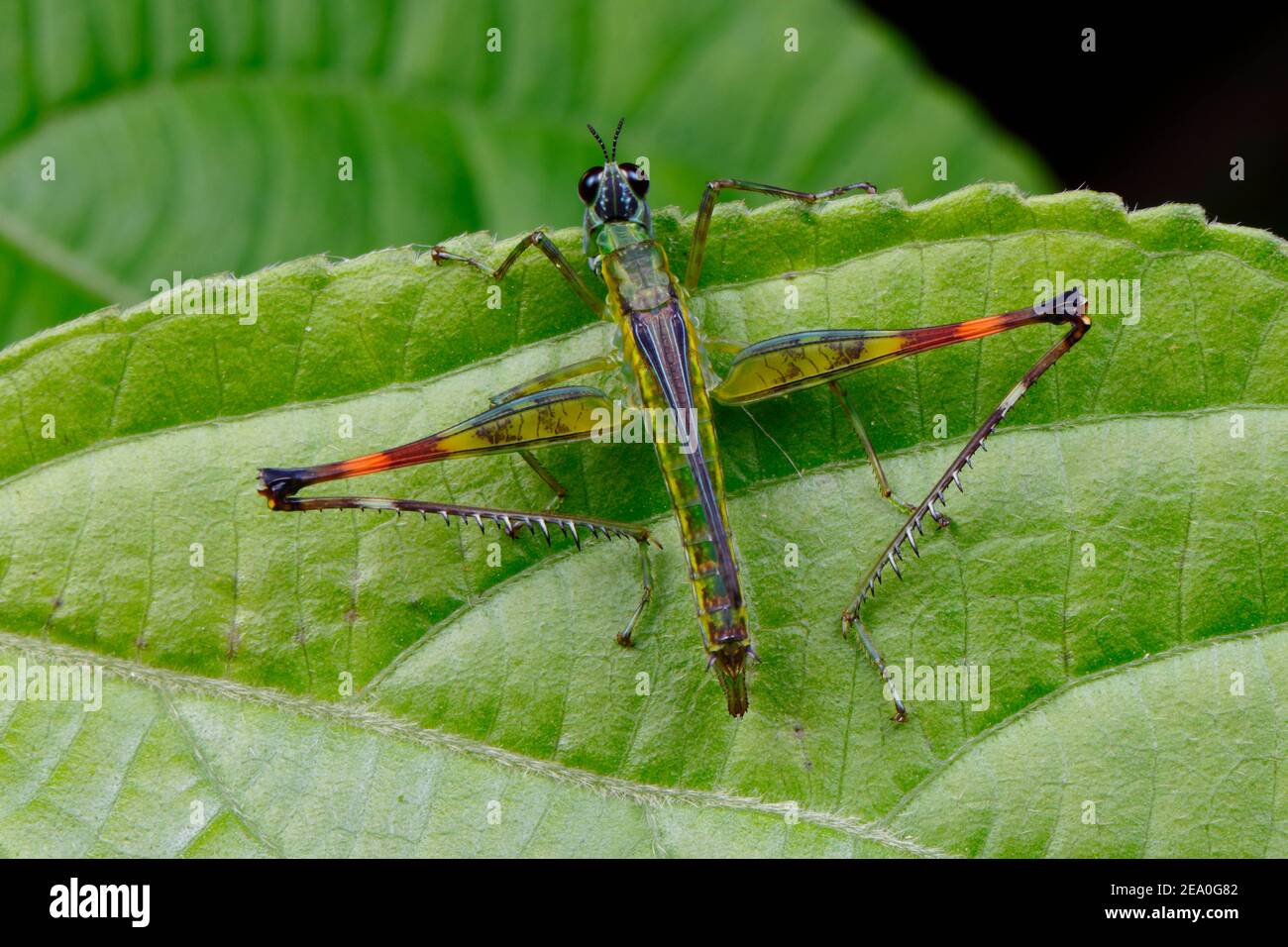 Top view grasshopper hi-res stock photography and images - Alamy