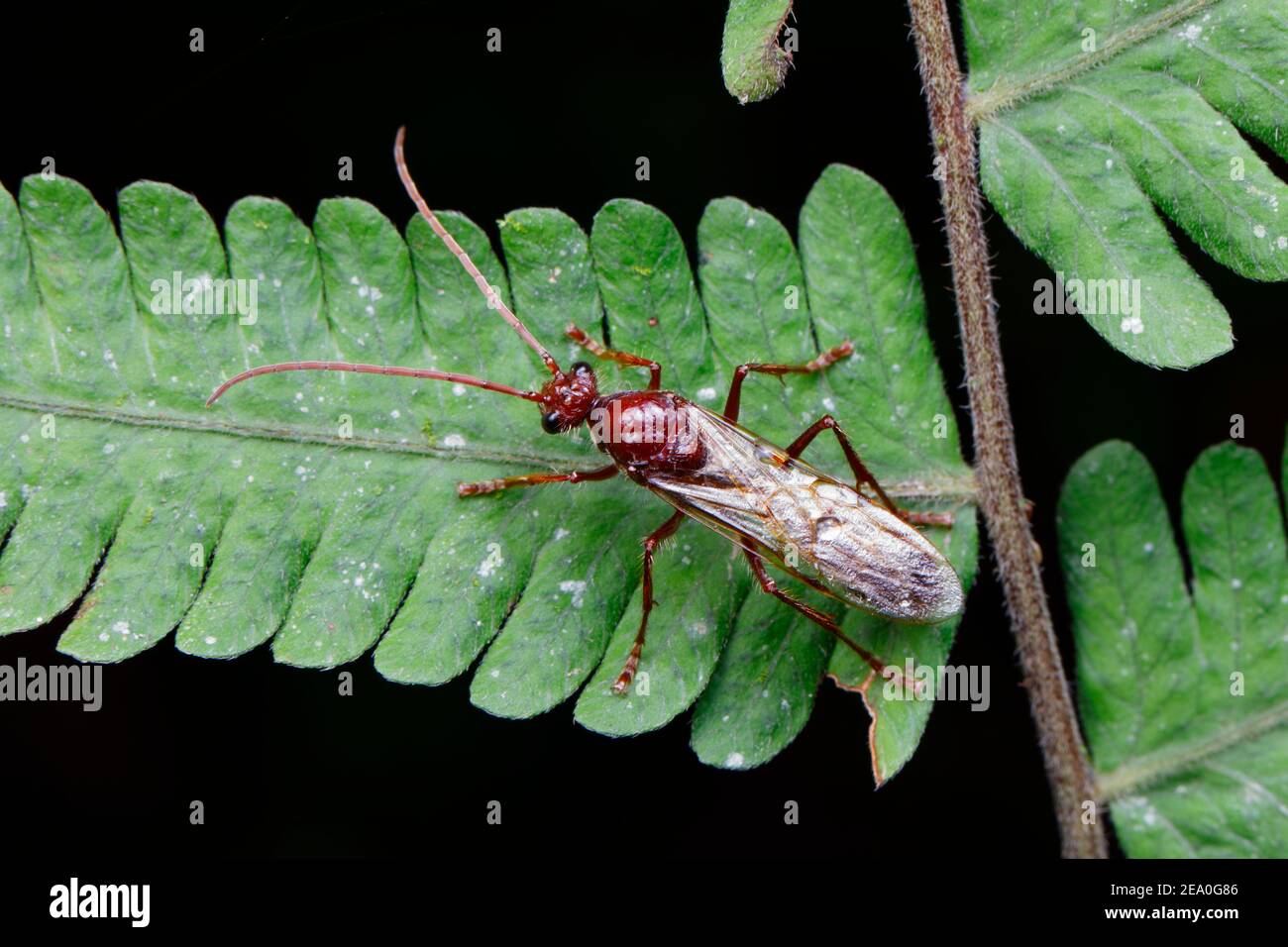 A gall wasp, Cynipida, crawling on a leaf Stock Photo - Alamy