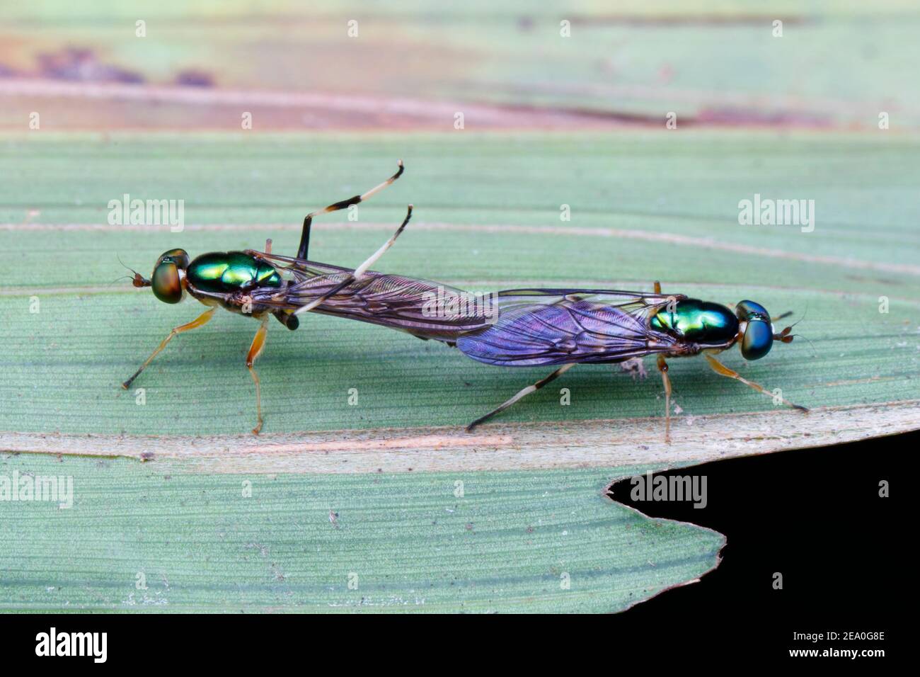 Pair of soldier flies hi-res stock photography and images - Alamy