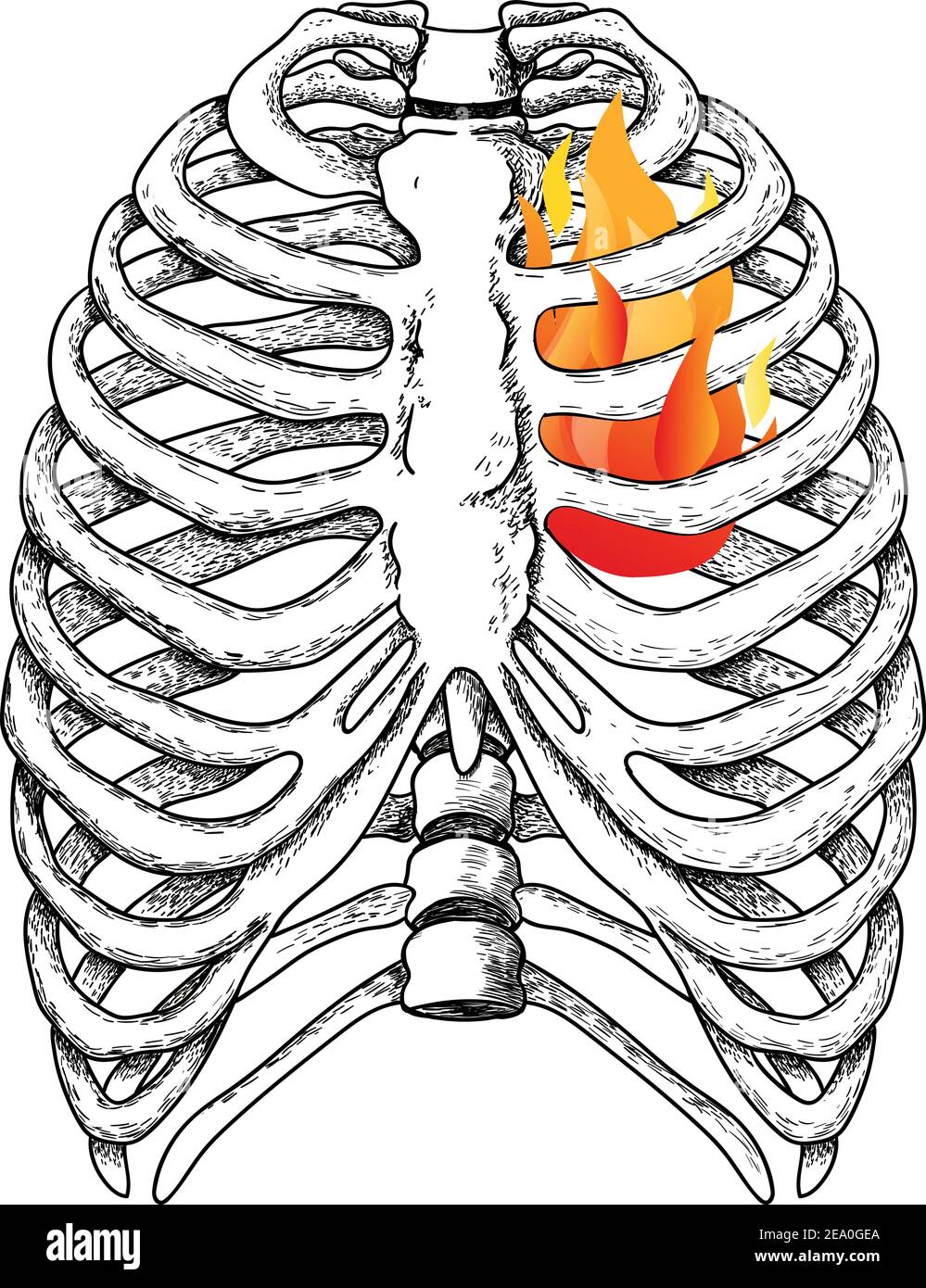 Vector illustration human rib and fire heart. Passion burns inside you ...