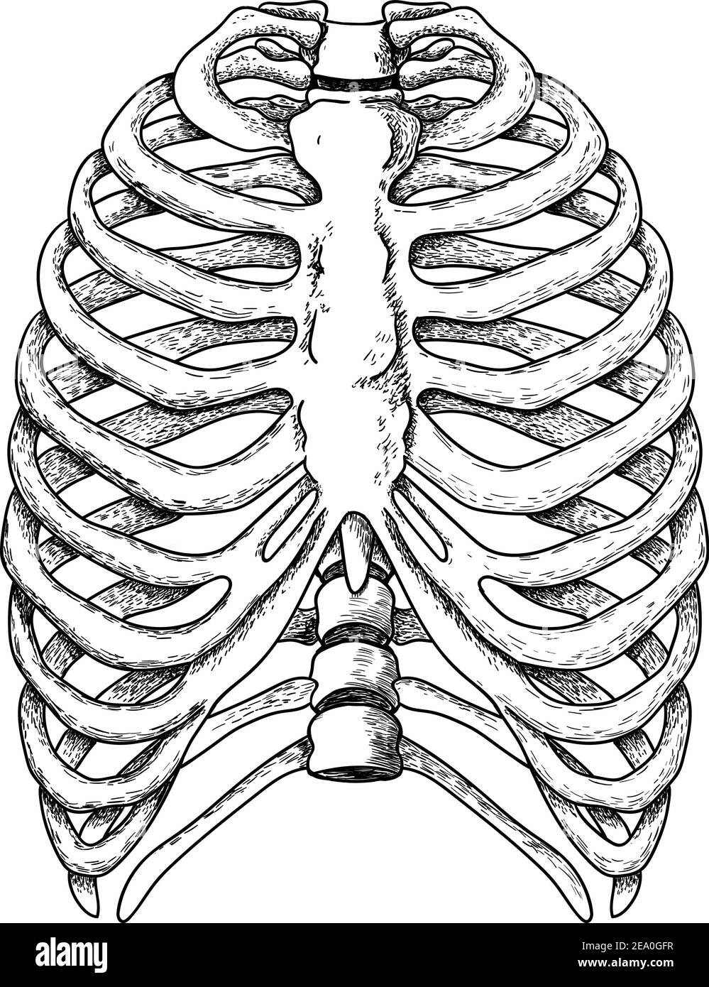 Vector illustration of anatomical human ribs Stock Vector Image & Art ...