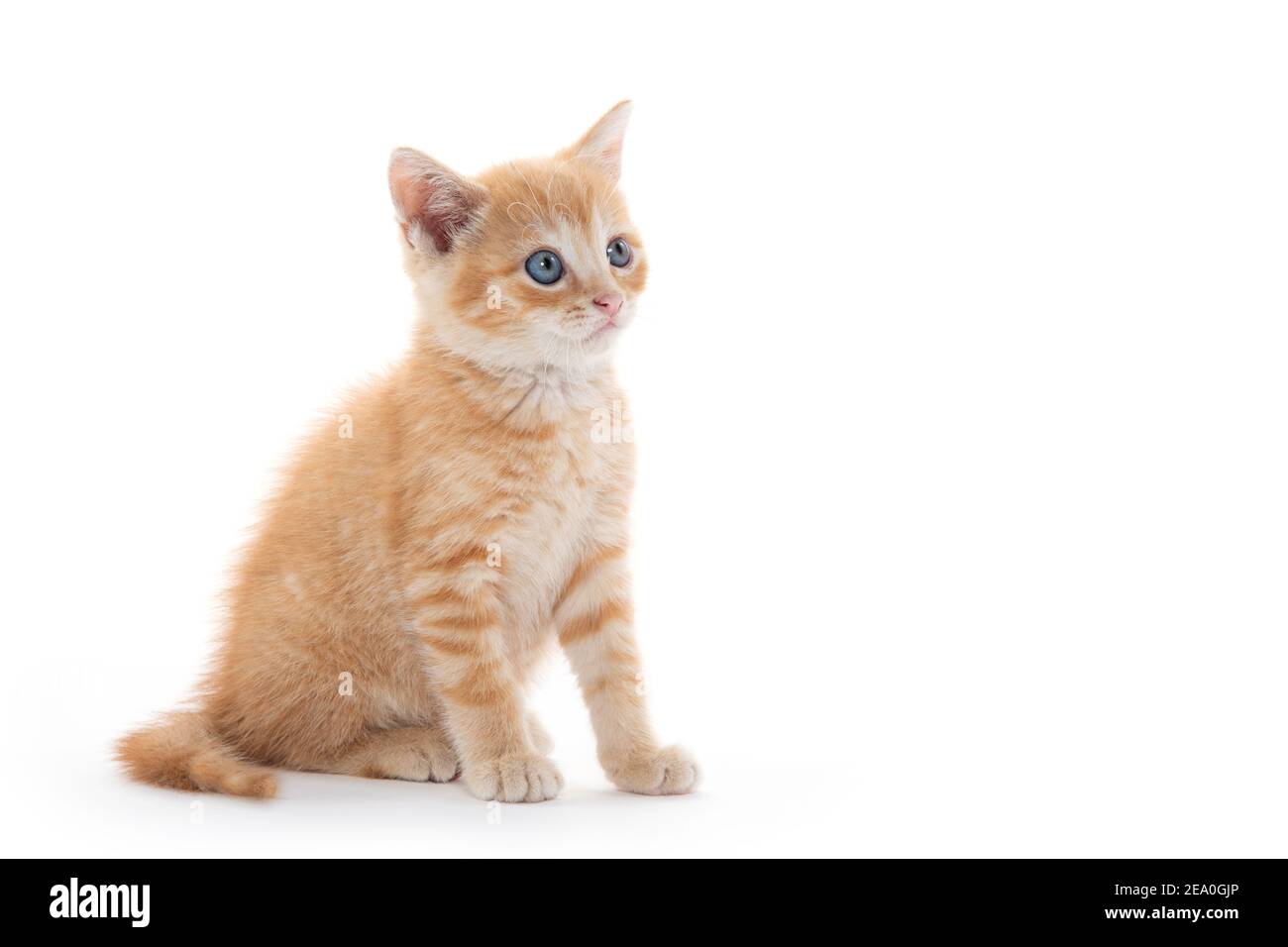 Cute yellow kitten sitting isolated on white background Stock Photo - Alamy