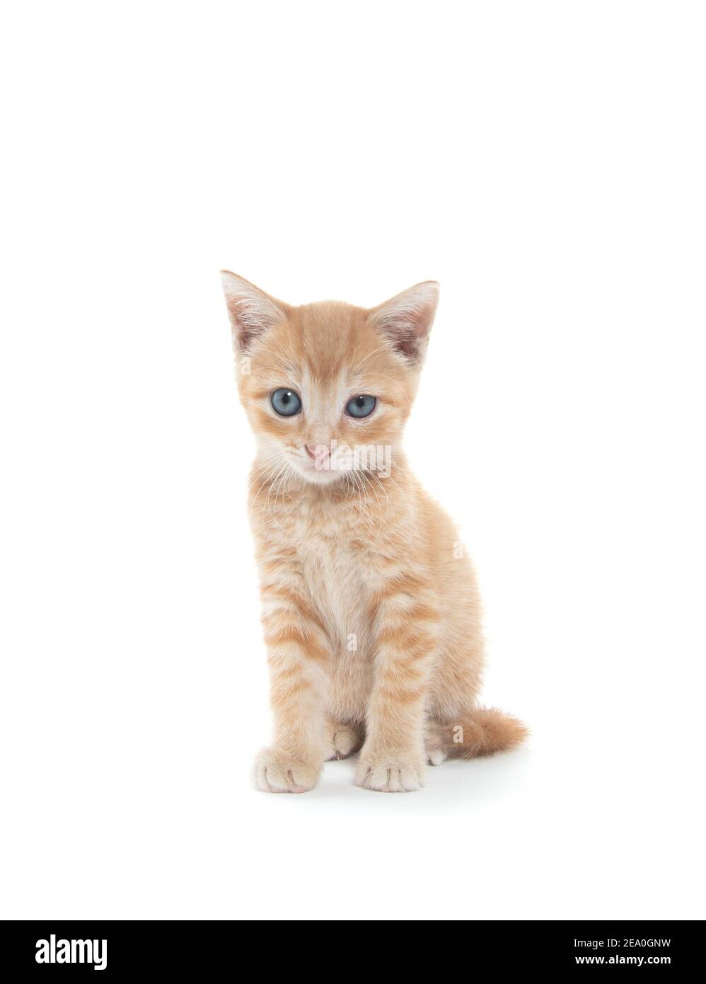 Cute yellow kitten sitting isolated on white background Stock Photo - Alamy