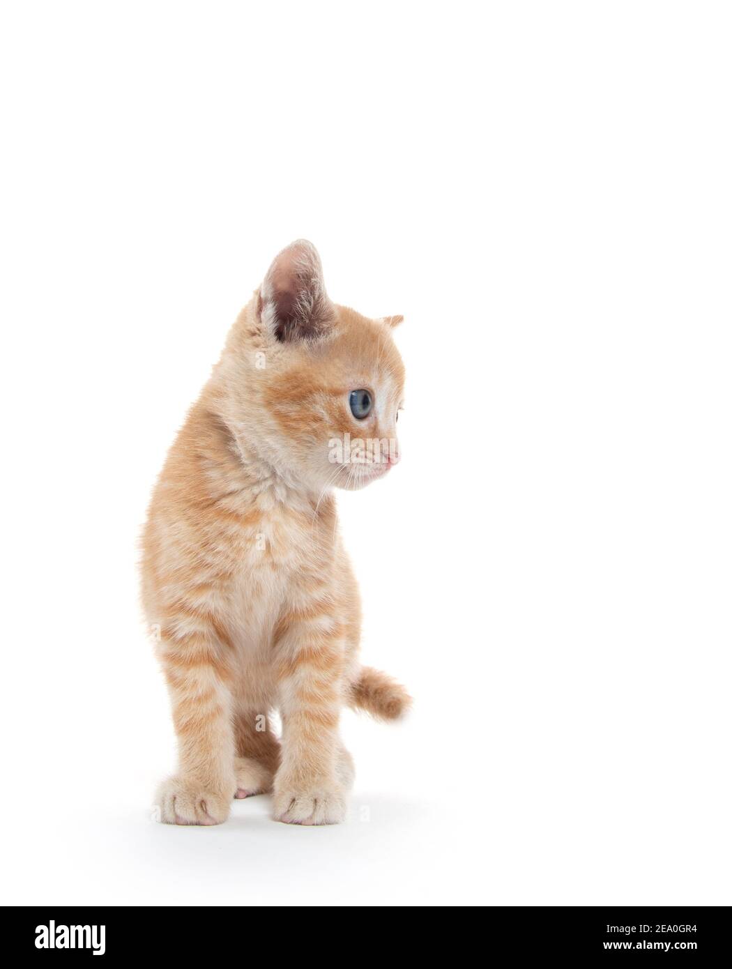Cute yellow kitten sitting isolated on white background Stock Photo - Alamy