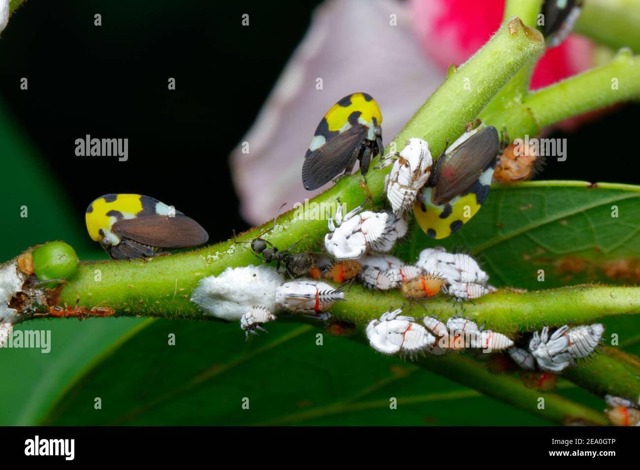 Tropical tree hopper hi-res stock photography and images - Alamy