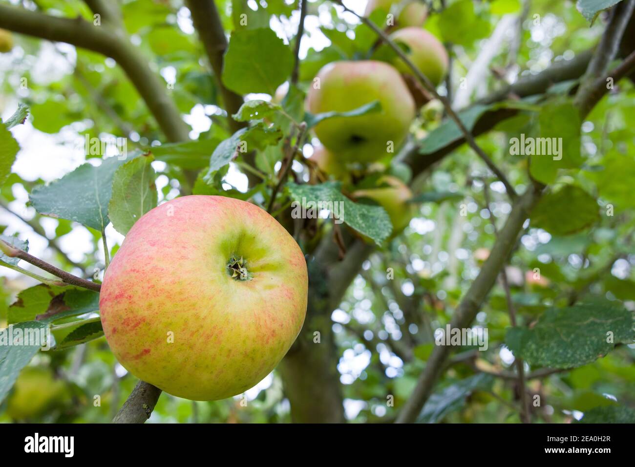 Detail of cooking apples (bramleys) growing in a tree in an English ...