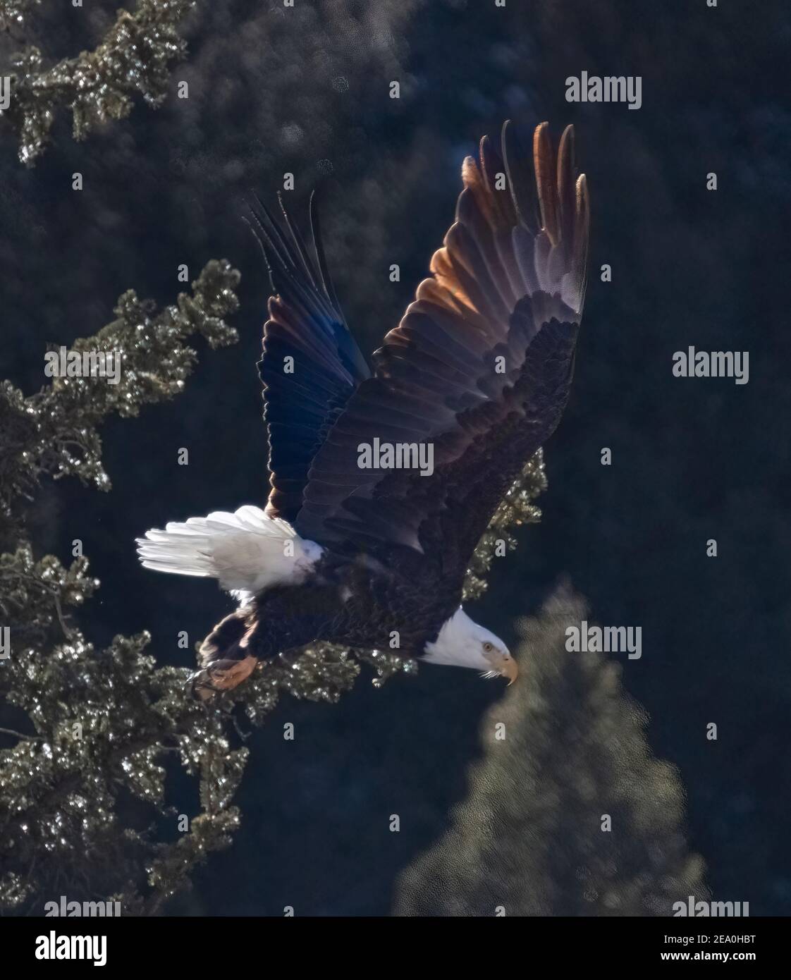 Bald eagles in the wild Stock Photo - Alamy