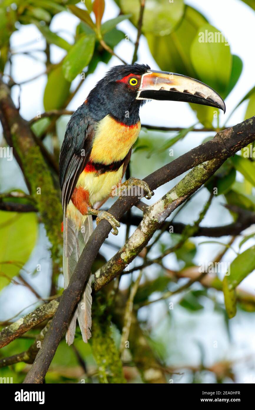 A collared araçari, Pteroglossus torquatus, foraging Stock Photo - Alamy