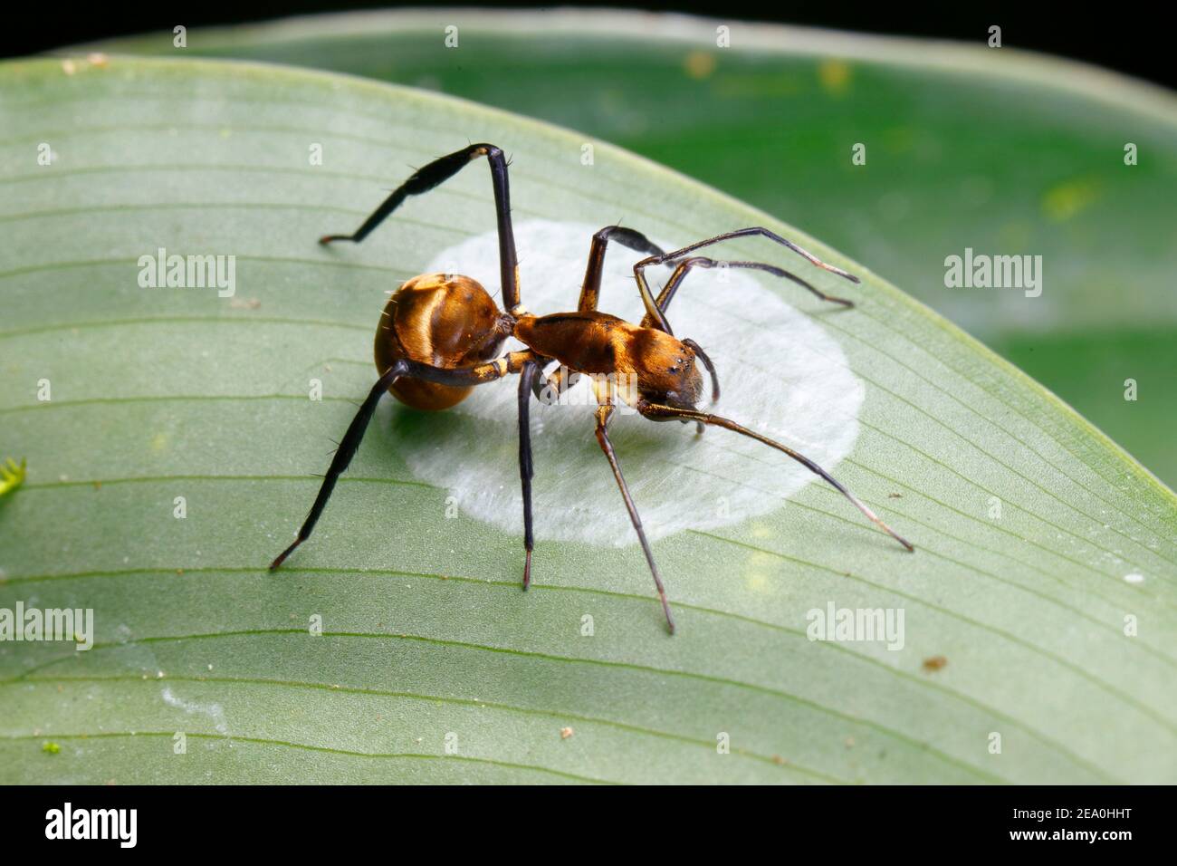 A golden carpenter ant hi-res stock photography and images - Alamy