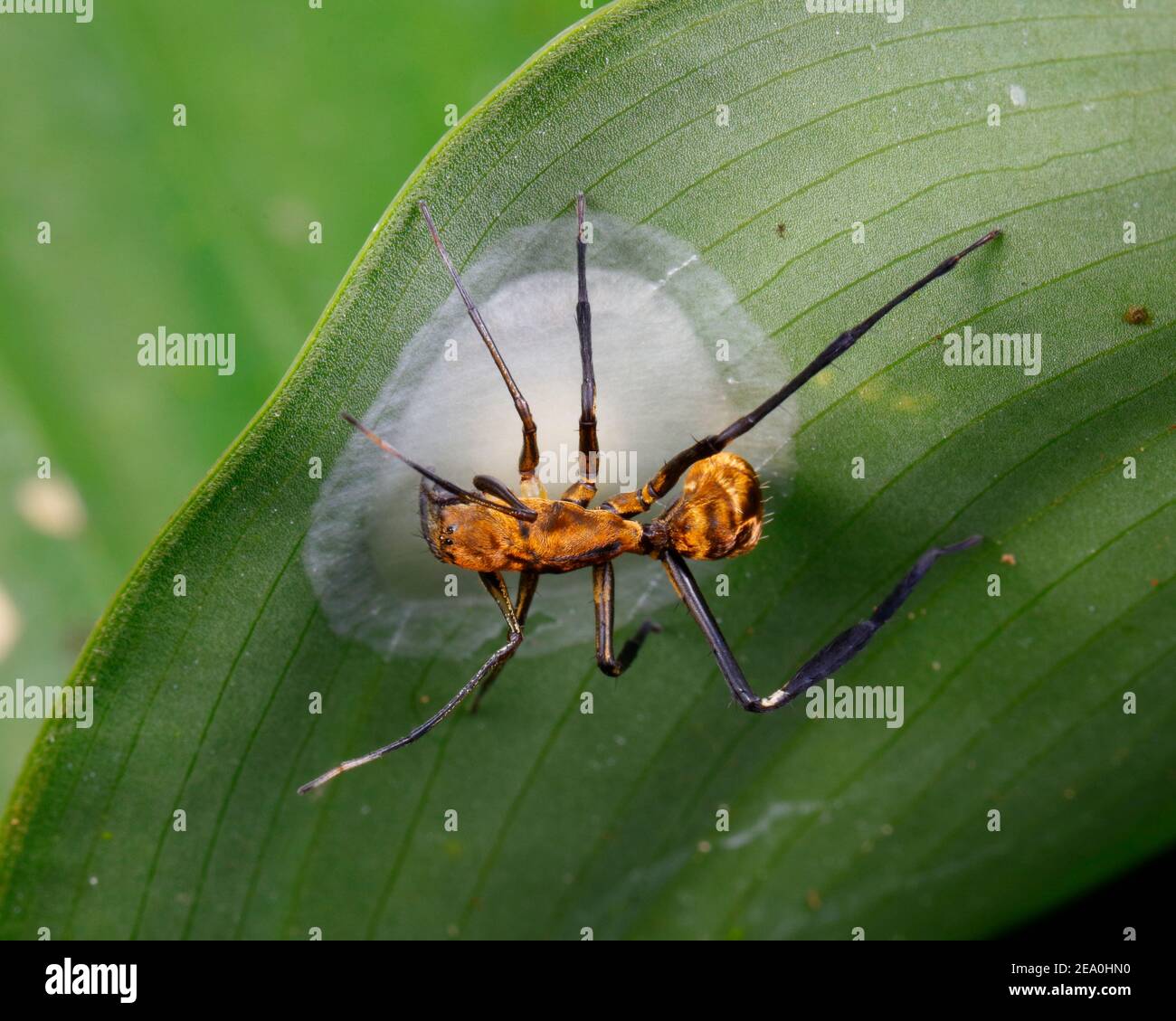 Golden carpenter ant mimic spider hi-res stock photography and images ...