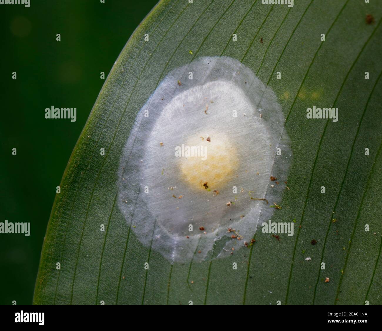 Spider egg case hi-res stock photography and images - Alamy