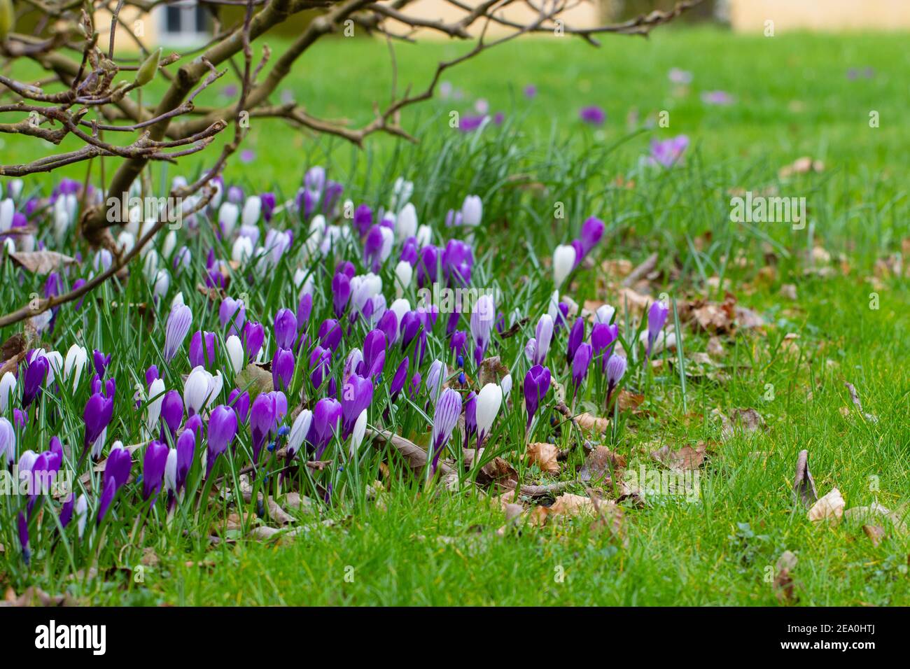 Crocuses, one of the first spring flowers Stock Photo - Alamy