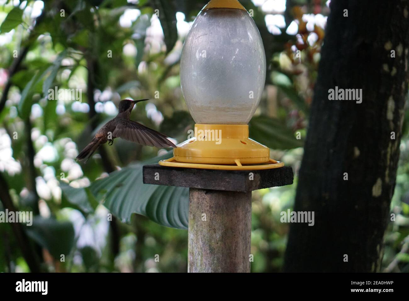 Amazon rainforest birds hi-res stock photography and images - Alamy