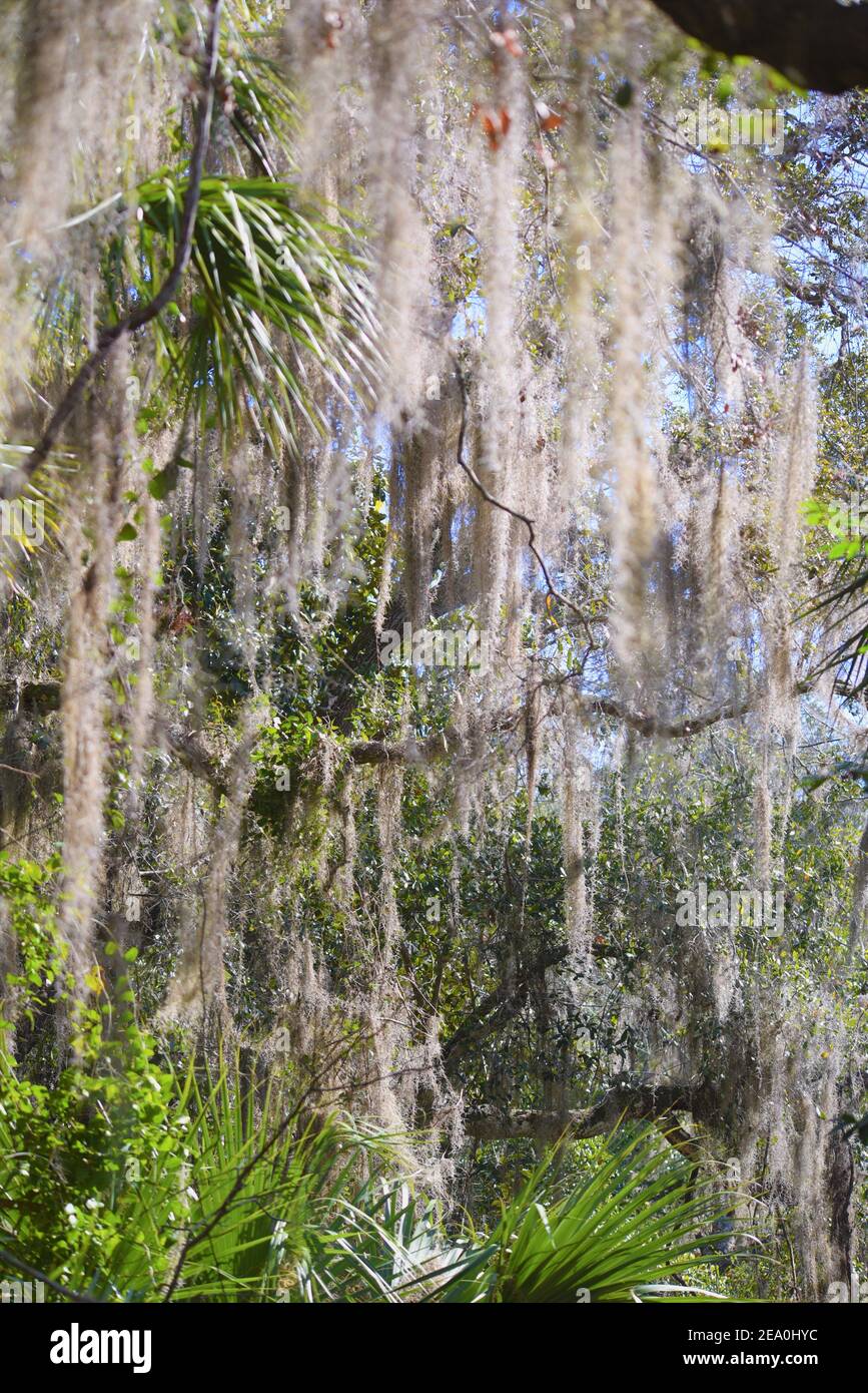 Florida spanish moss hi-res stock photography and images - Alamy