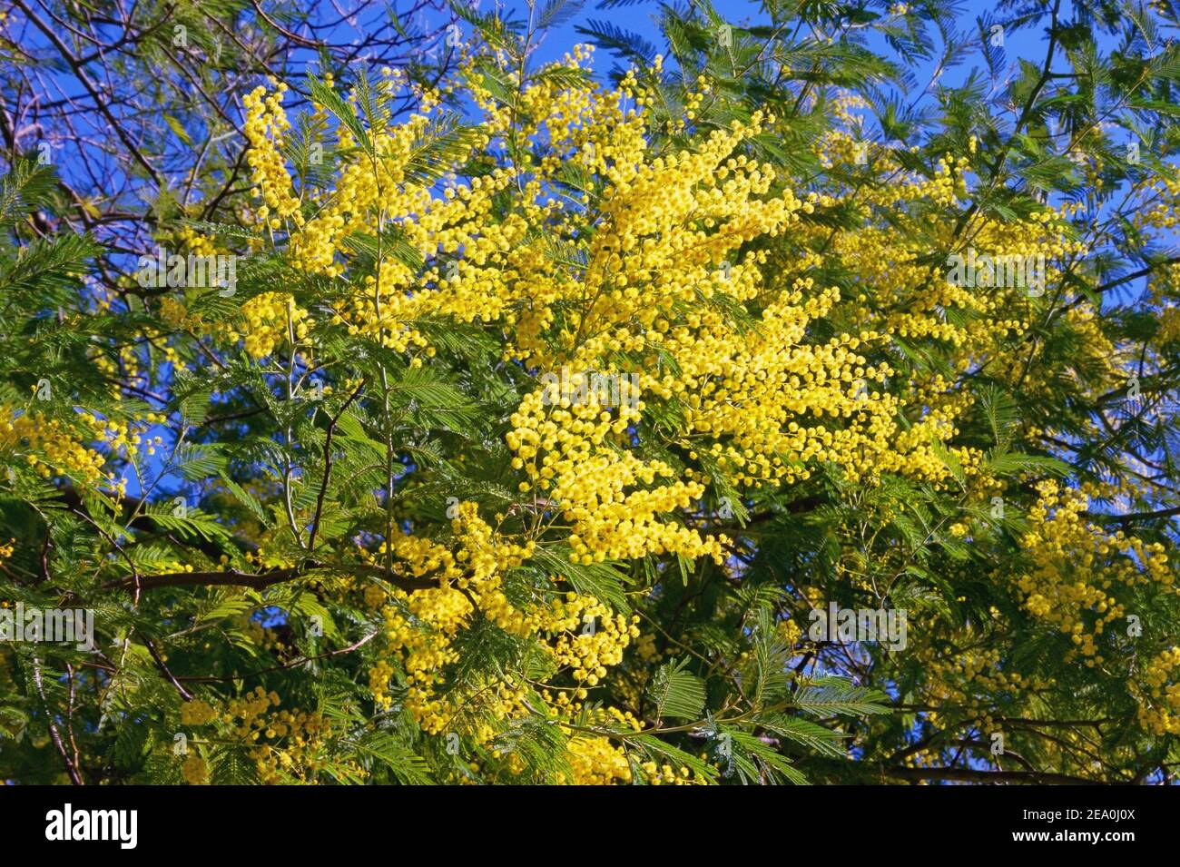 Flowers of Acacia dealbata tree ( silver wattle, blue wattle or mimosa ...