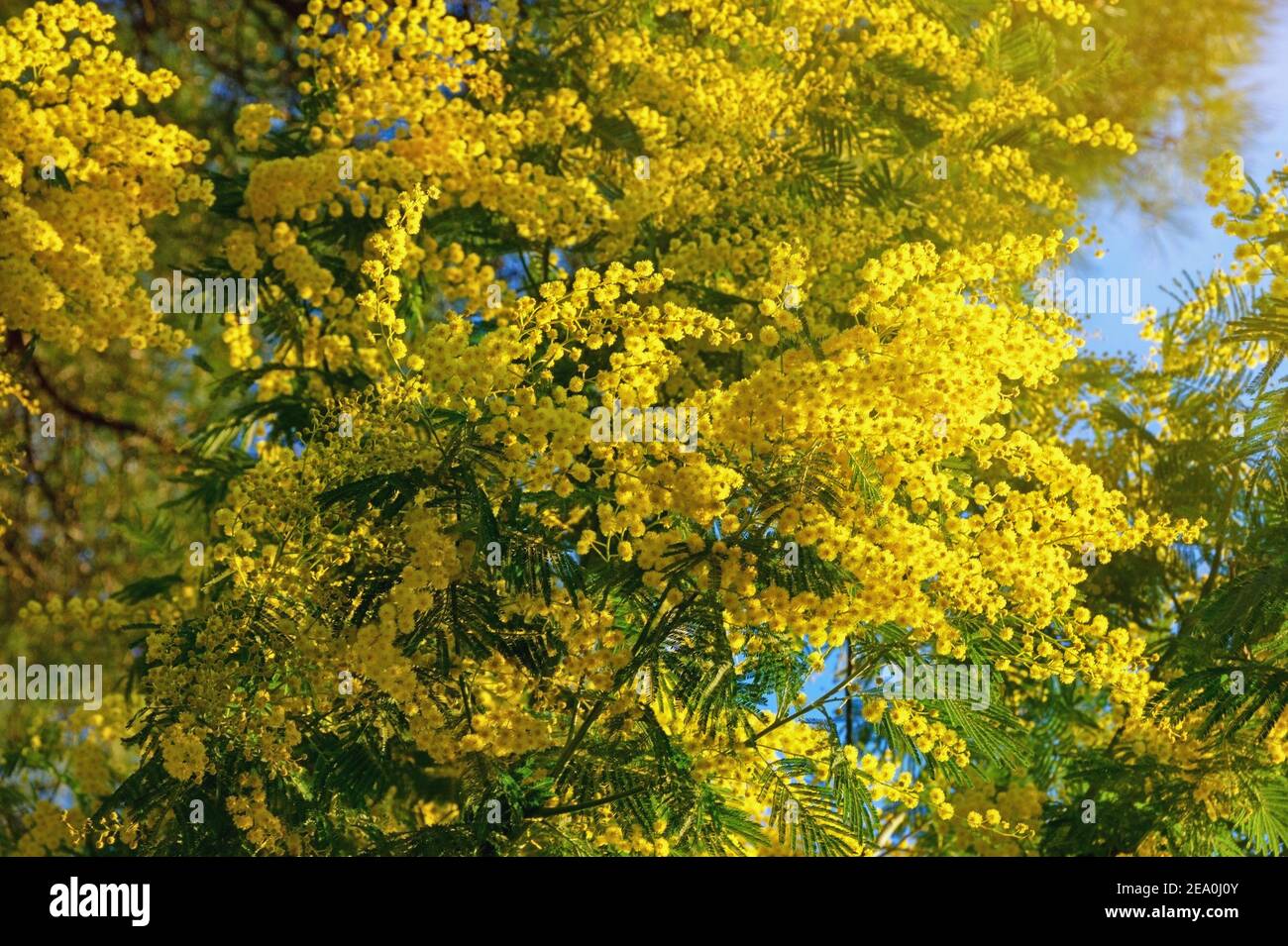 Acacia tree in bloom hi-res stock photography and images - Alamy