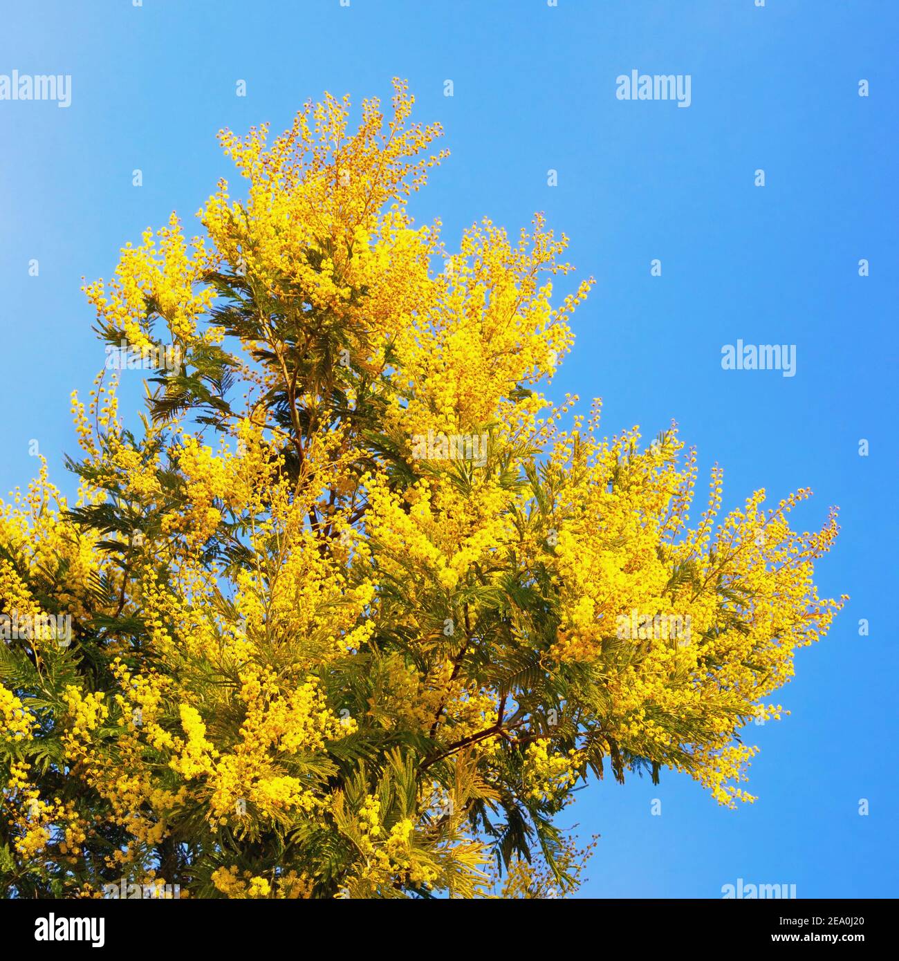 Bright yellow flowers of Acacia dealbata tree against blue sky on sunny ...