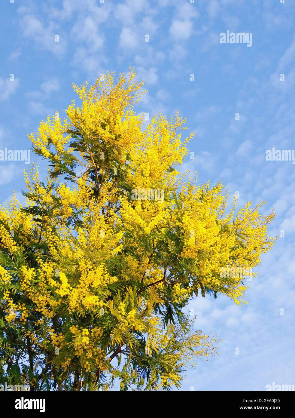 Acacia tree in bloom hi-res stock photography and images - Alamy