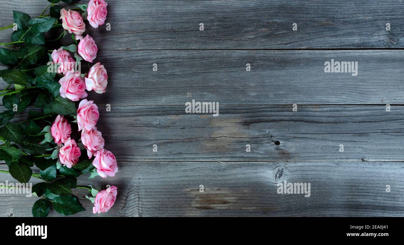 Light pink roses on rustic wooden boards for Mothers Day concept in ...