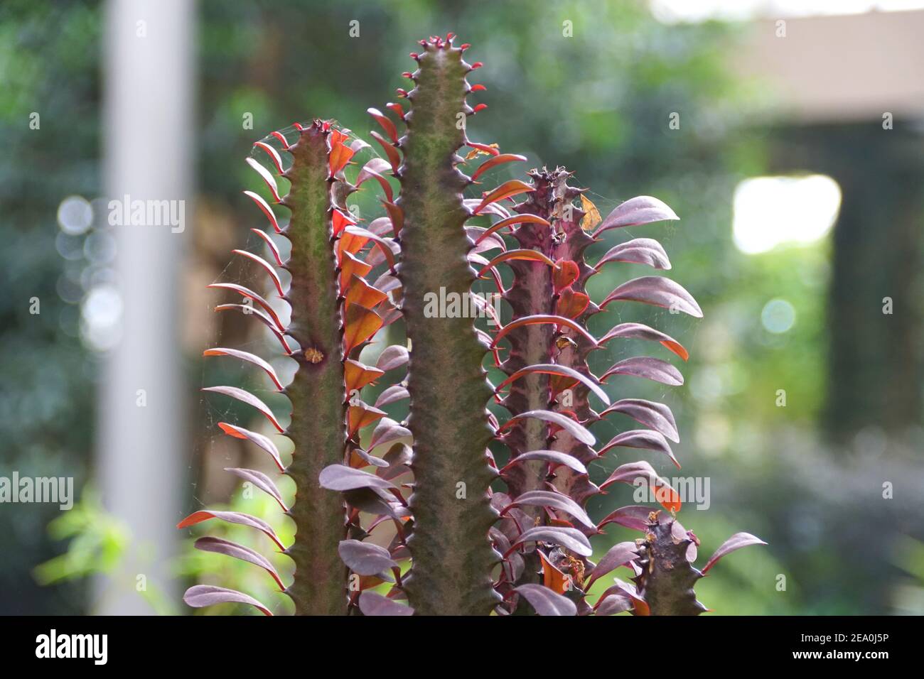 Three-Rib Spurge, a tropical plant, also known as African Milk tree ...
