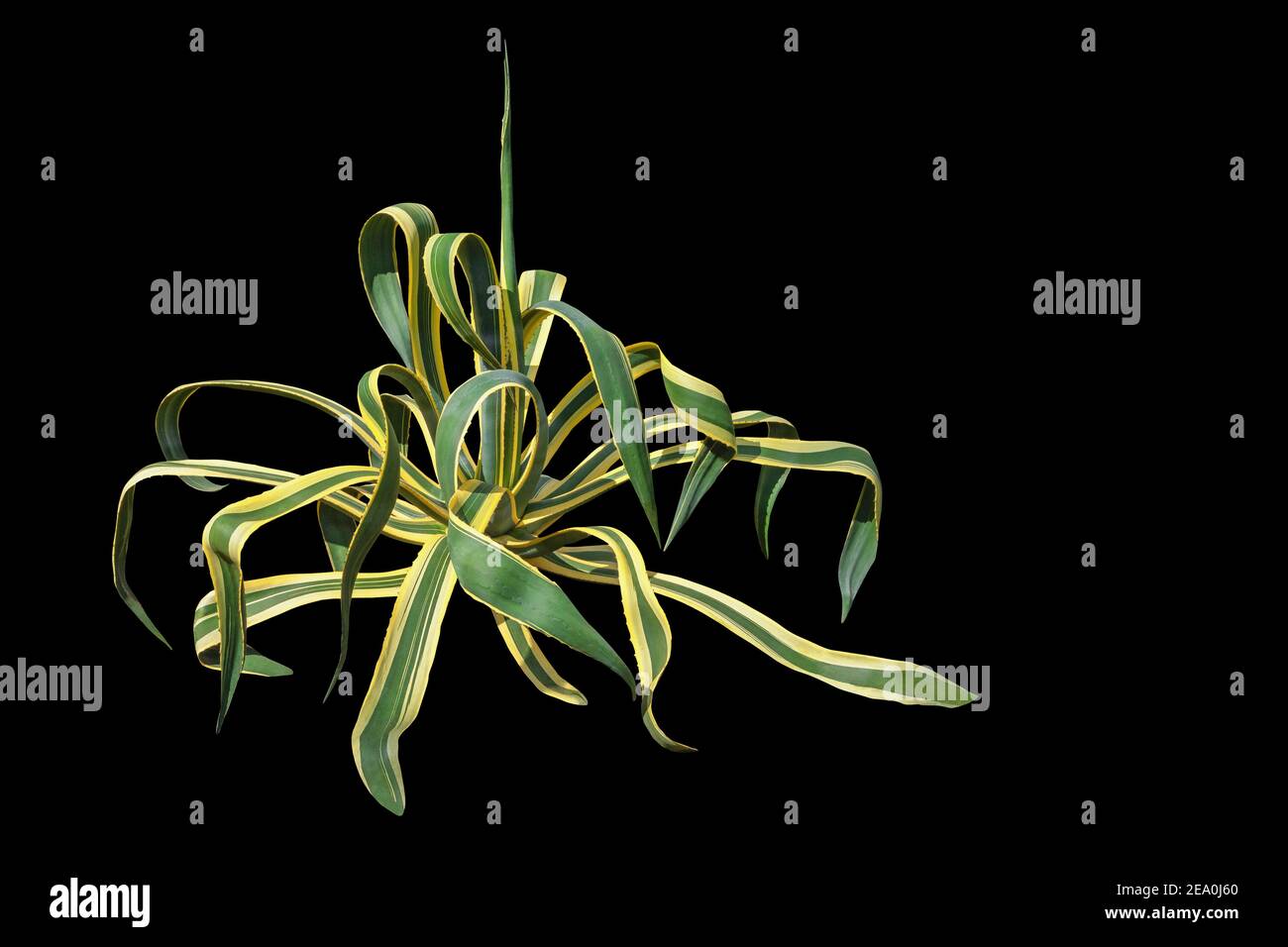 Ornamental plants. Agave ( Agave americana ). Isolated on black ...
