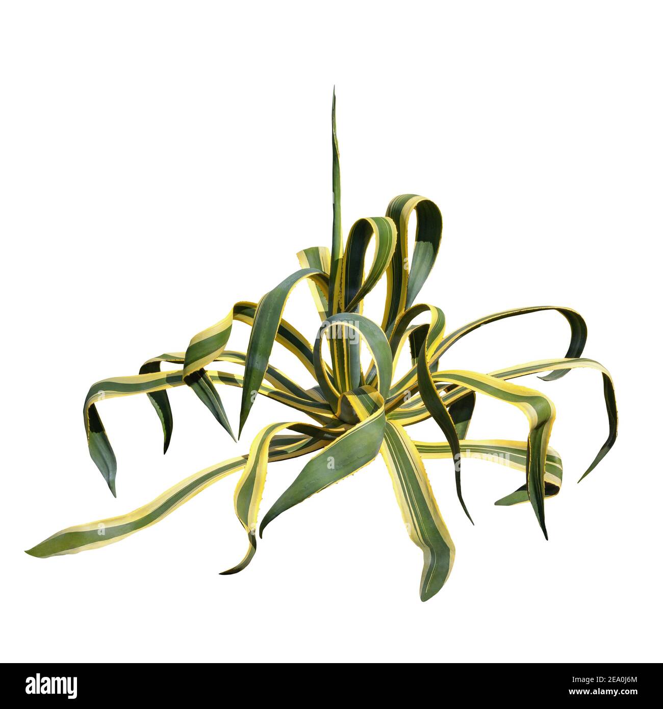 Agave. Isolated on white background of ornamental plant of Agave ...