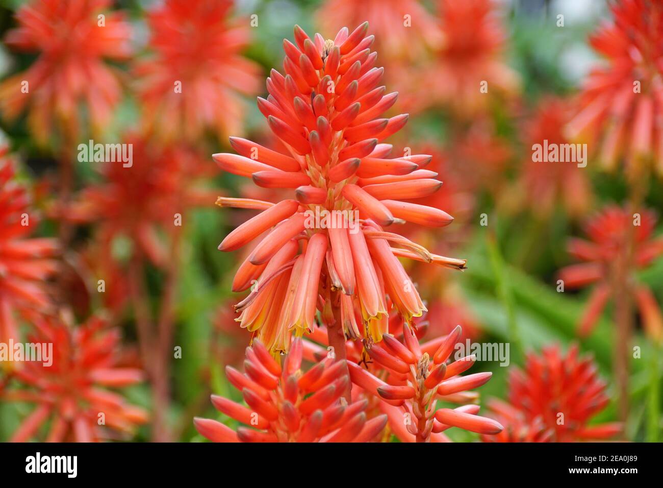 Close up of beautiful red colors of aloe vera flowers Stock Photo - Alamy