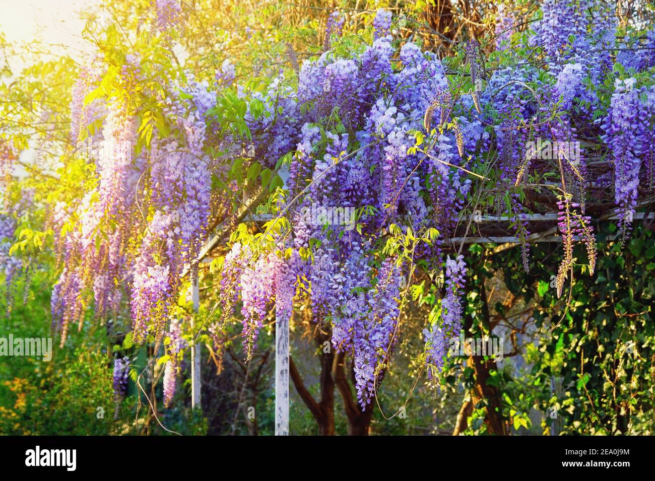 Beautiful spring day in blossoming hi-res stock photography and images ...