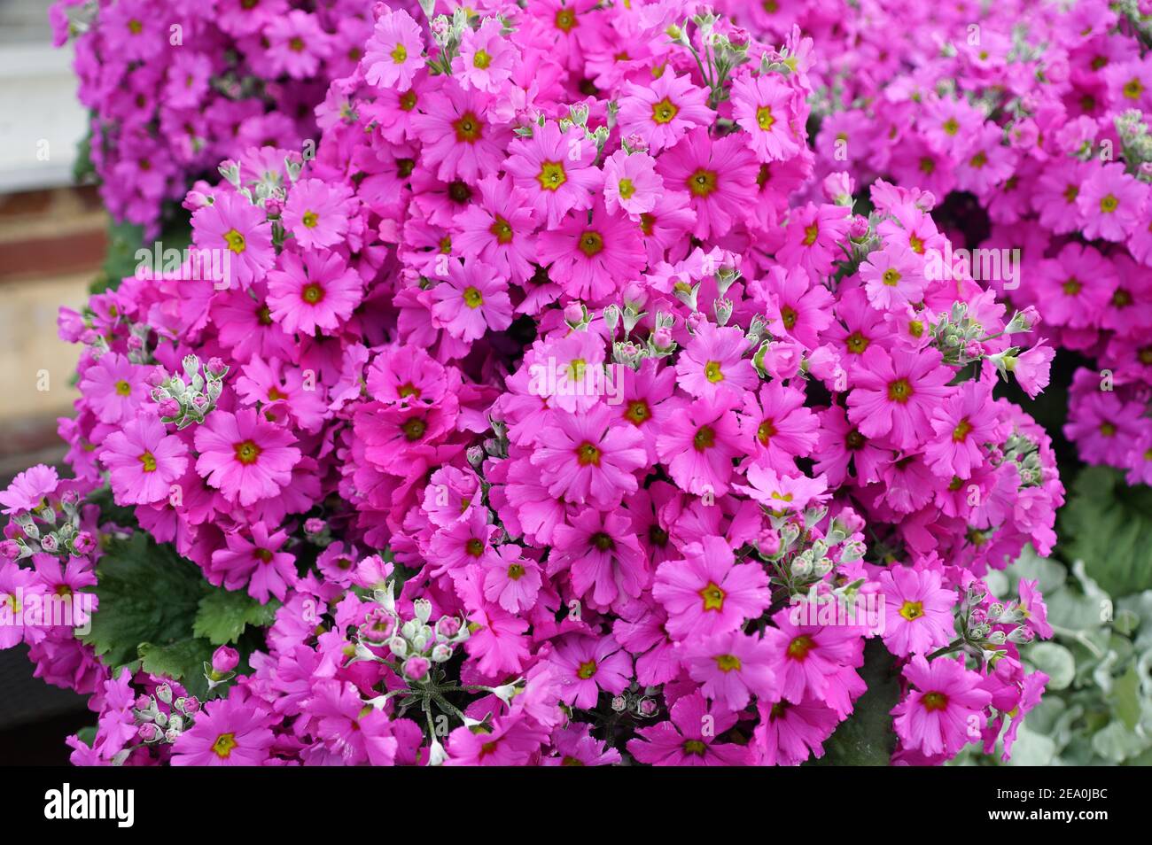 Primrose with lilac flowers hi-res stock photography and images - Alamy