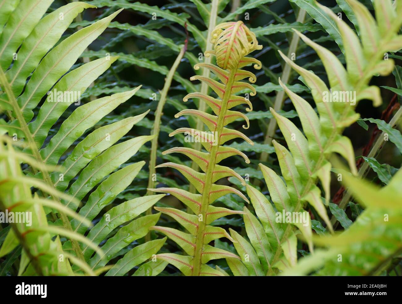 Brazilian tree fern hi-res stock photography and images - Alamy