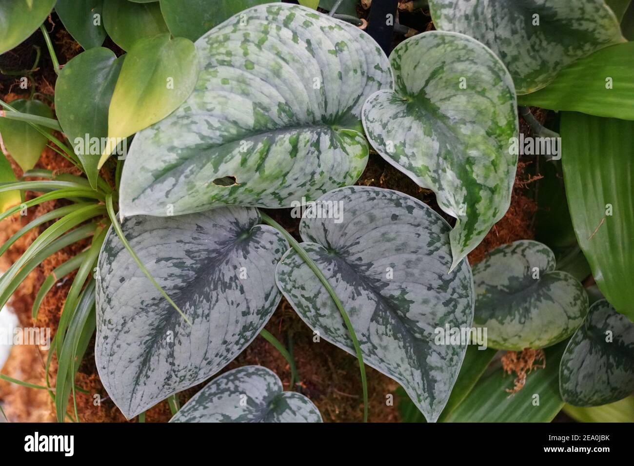 The green and white leaves of Painted Ivy-Arum 'Argyraeus' plants Stock ...