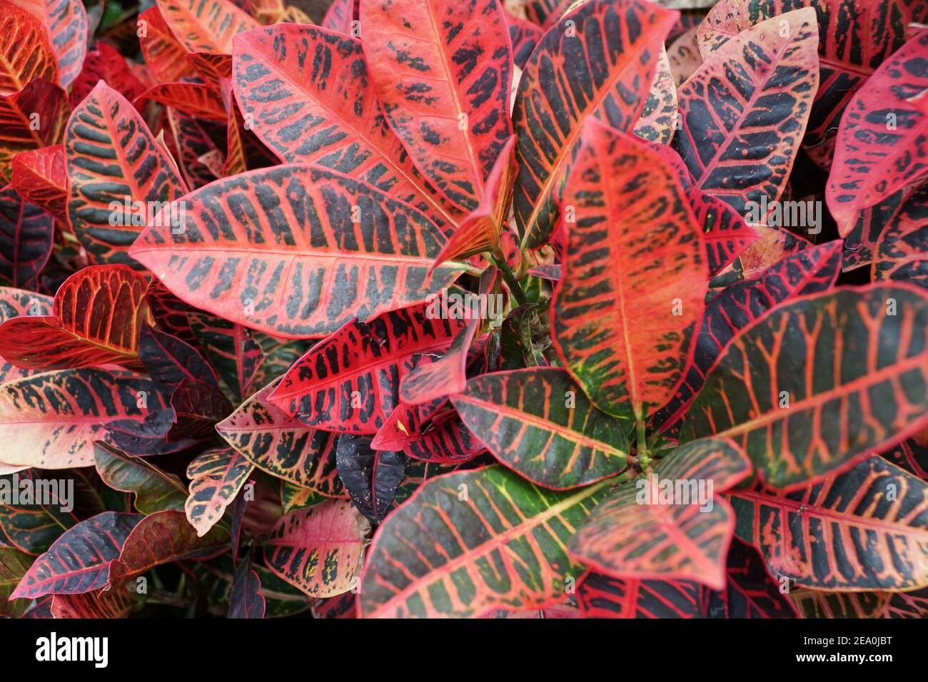 Bright red leaves of Croton 'Norma' tropical plants Stock Photo - Alamy