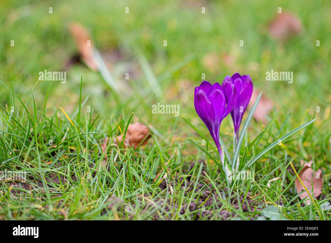 Crocuses, one of the first spring flowers Stock Photo - Alamy
