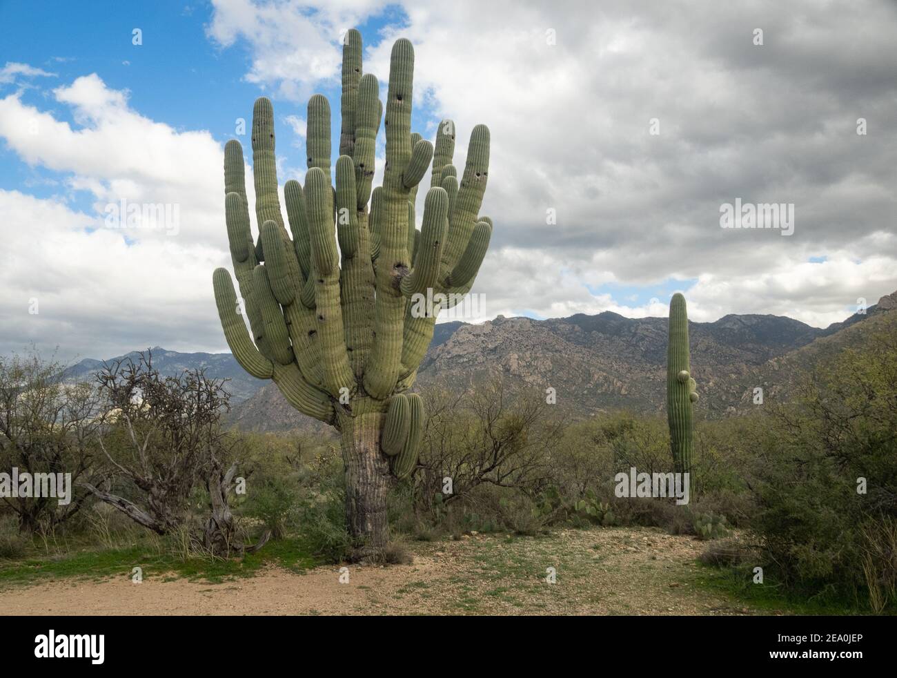 Saguaro tree in a Desert landscape Stock Photo - Alamy