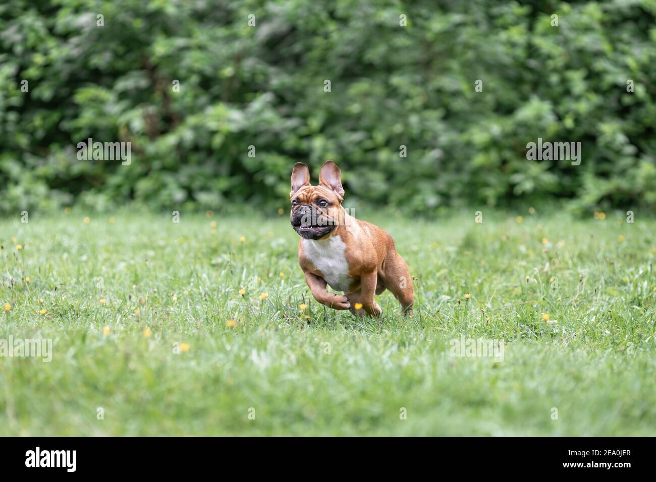 French bulldog puppy running hi-res stock photography and images - Alamy