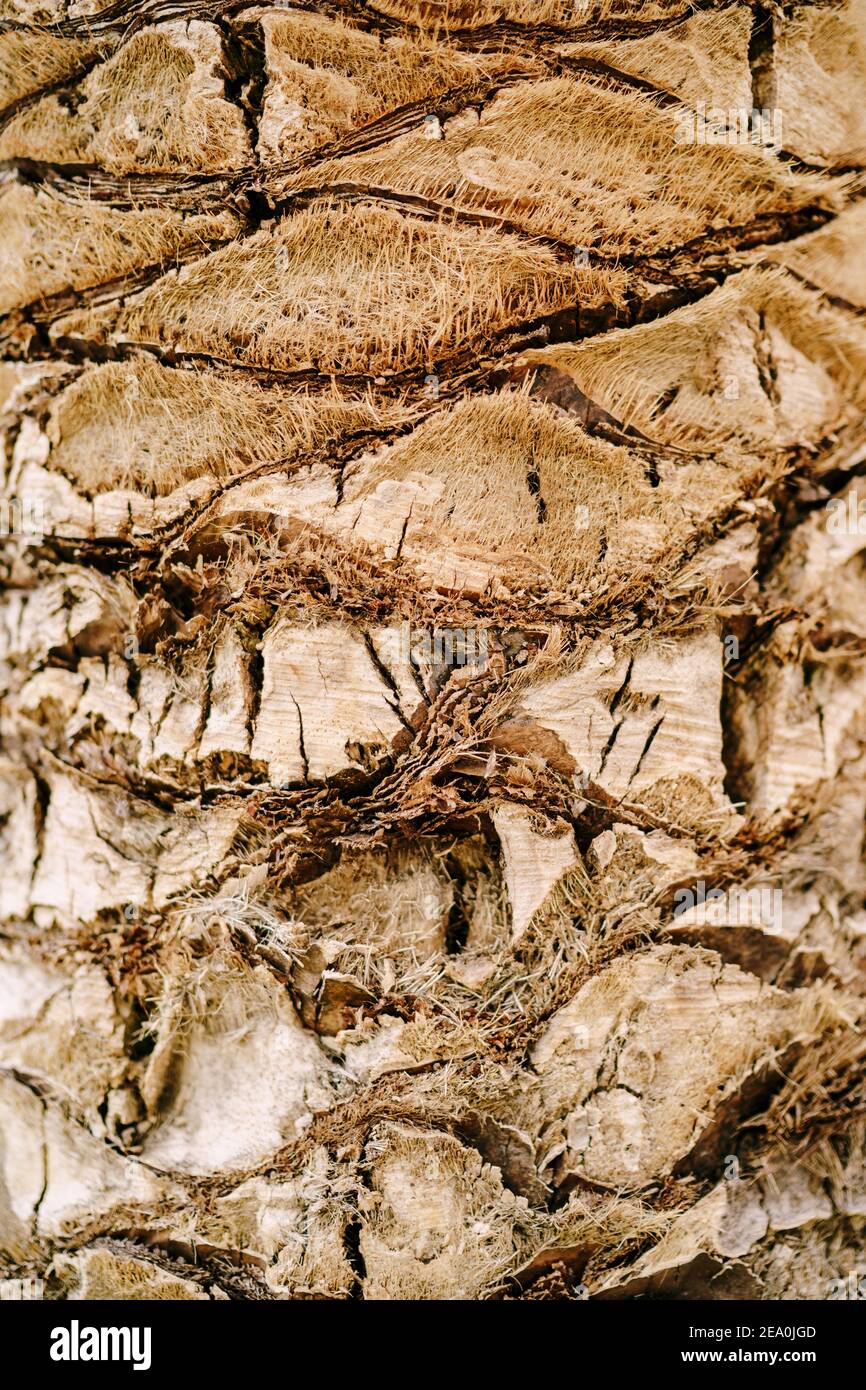 Close-up of the texture of the trunk of a palm tree. Background of ...